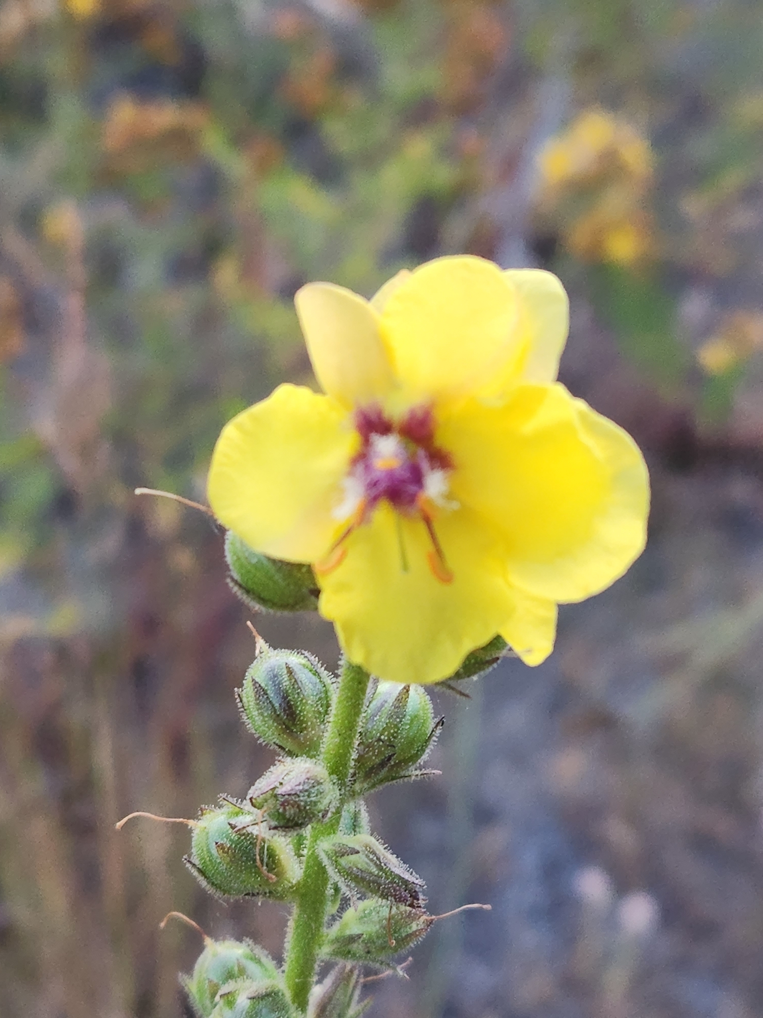 Verbascum L.