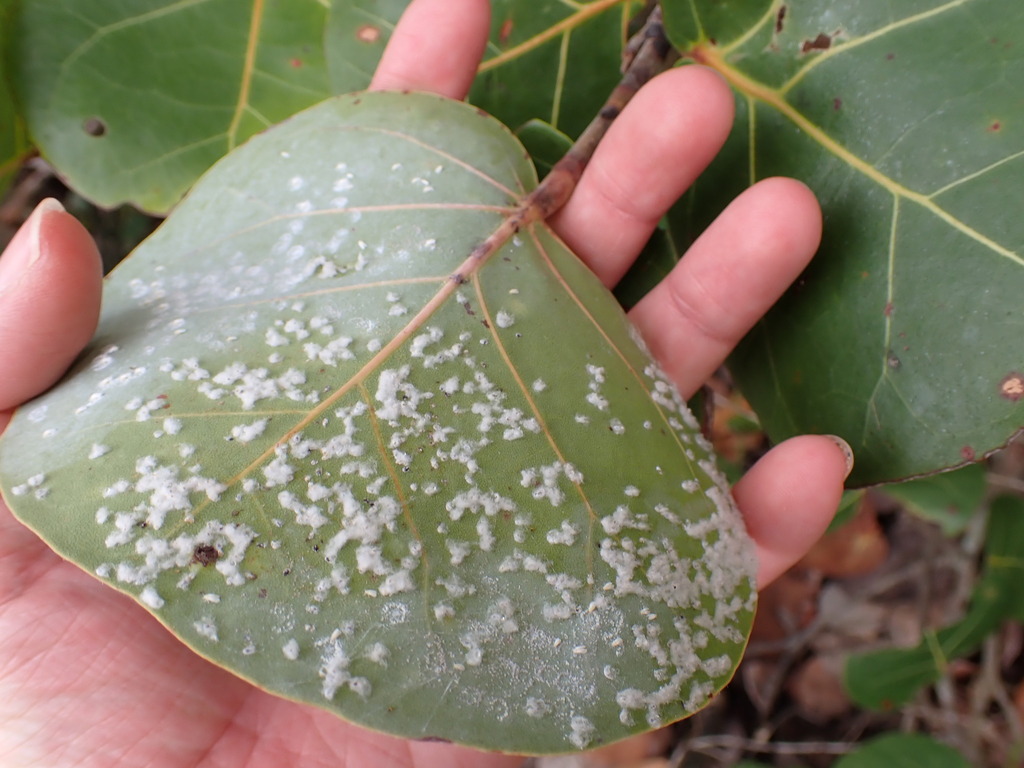 Whiteflies from Martin, Florida, United States on December 20, 2022 at ...