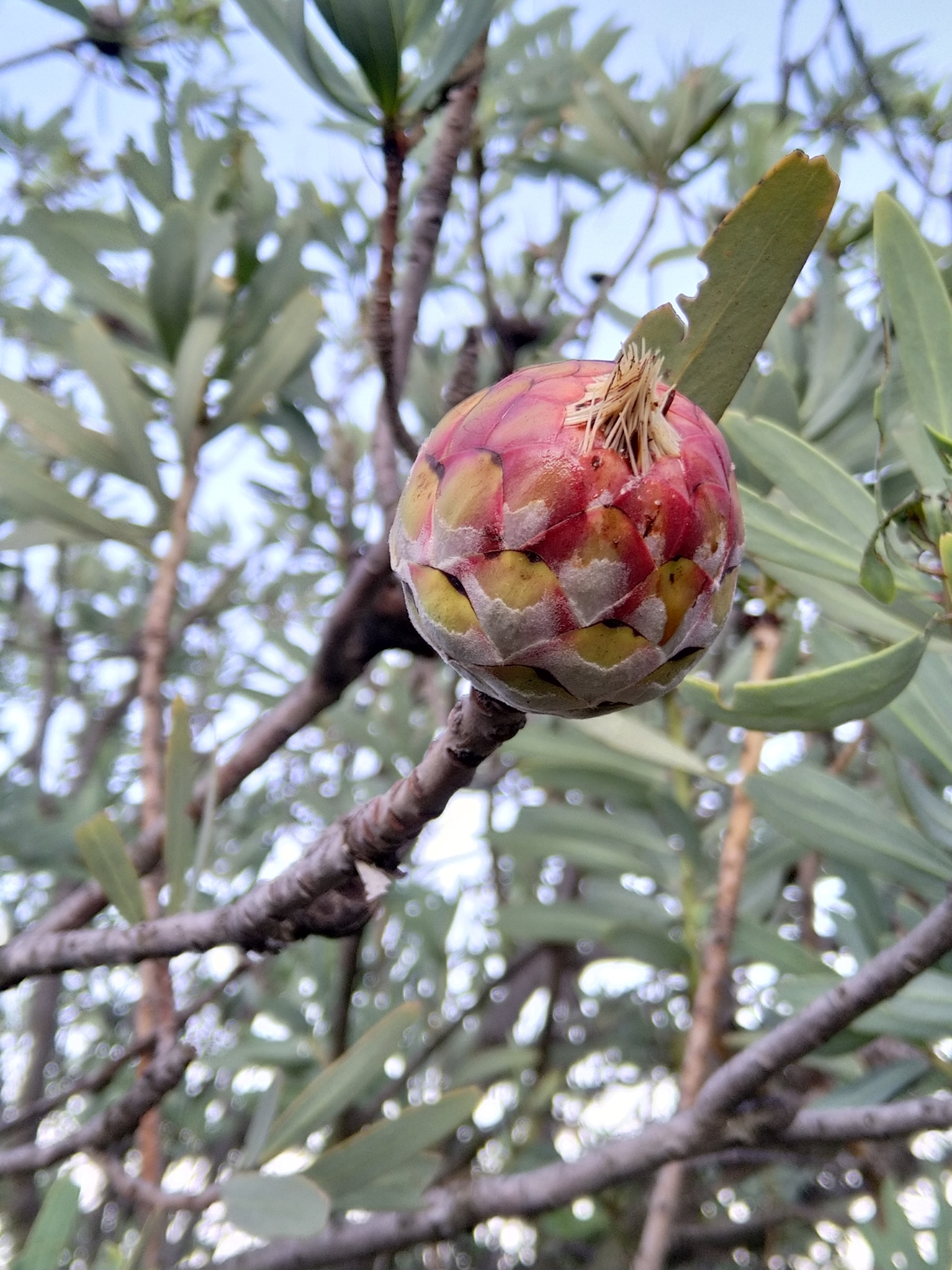 Protea caffra subsp. caffra