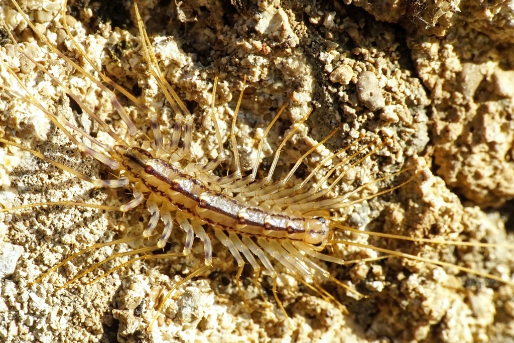 House Centipede from Solin, Hrvatska on January 2, 2023 at 01:09 PM by ...