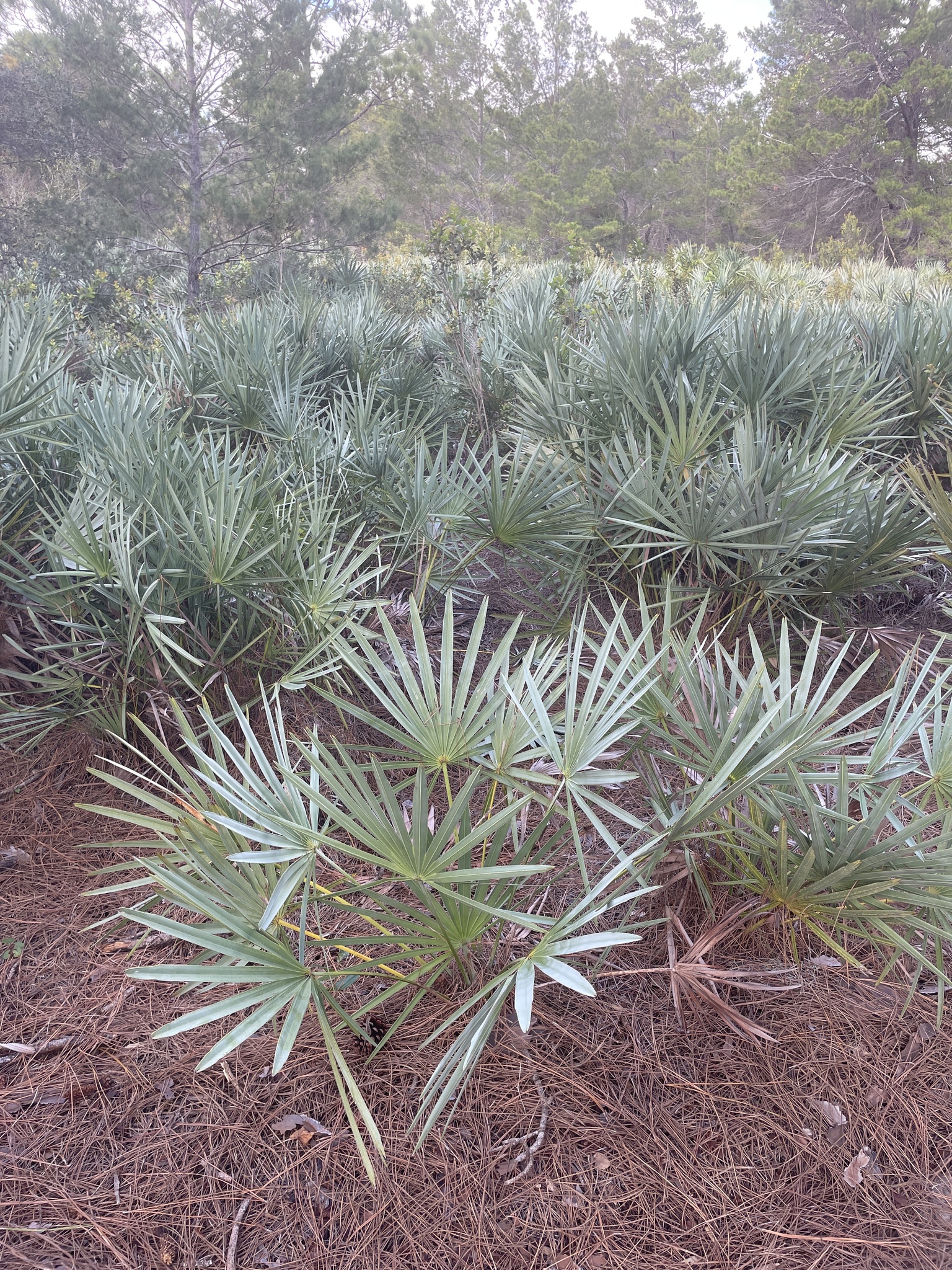 Arecaceae