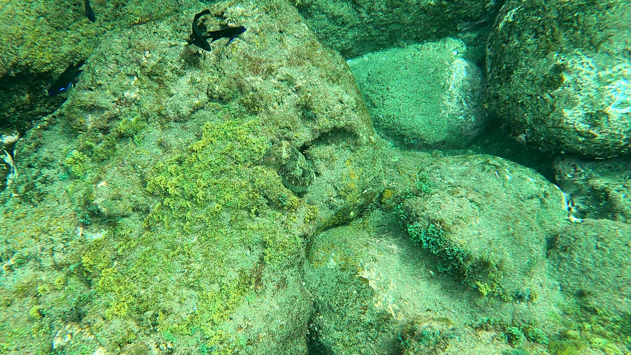 Cephalopoda