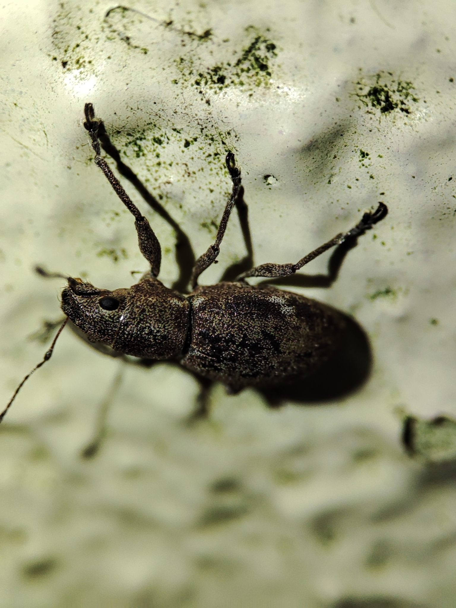 Pantomorus cervinus (Boheman, 1840)