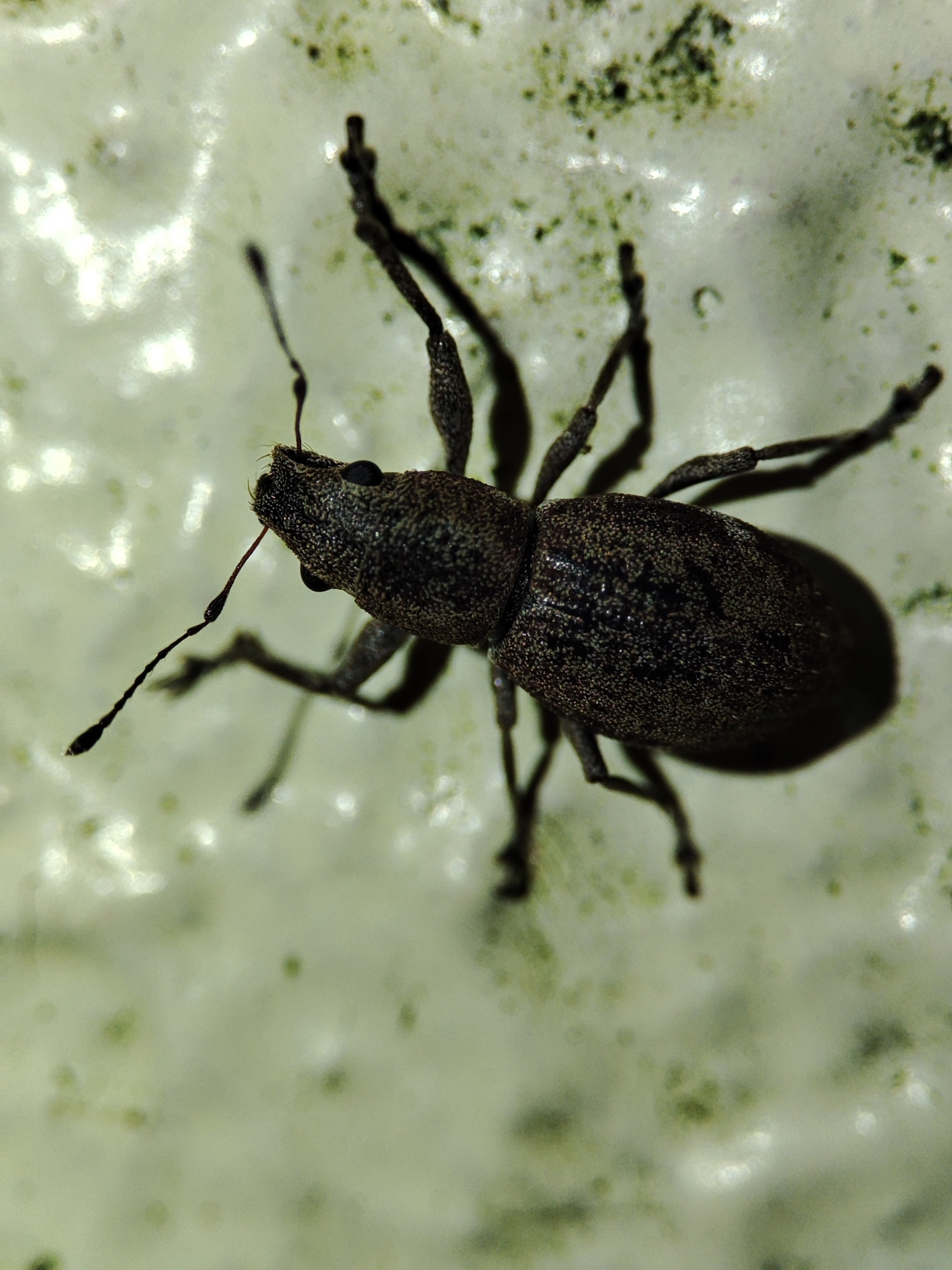 Pantomorus cervinus (Boheman, 1840)