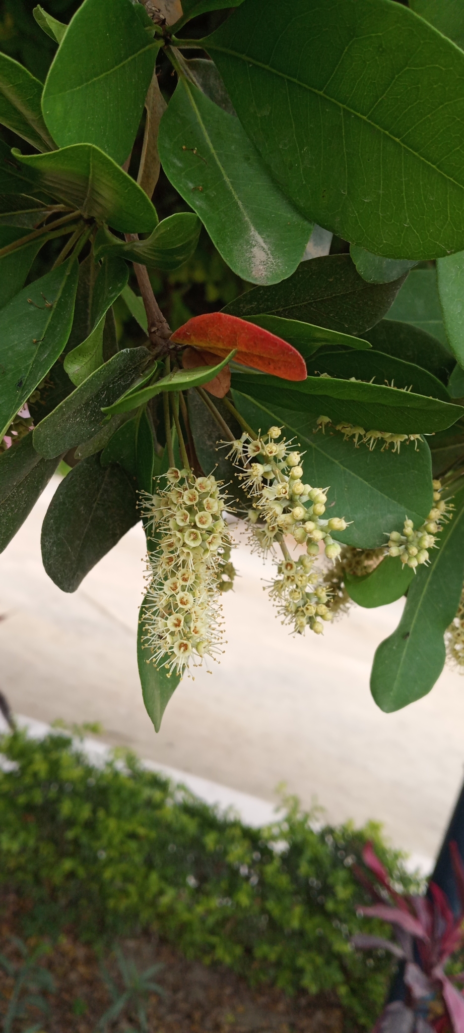 Terminalia buceras (L.) Wright