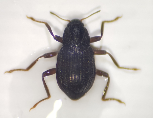 Elmis latreillei · iNaturalist United Kingdom