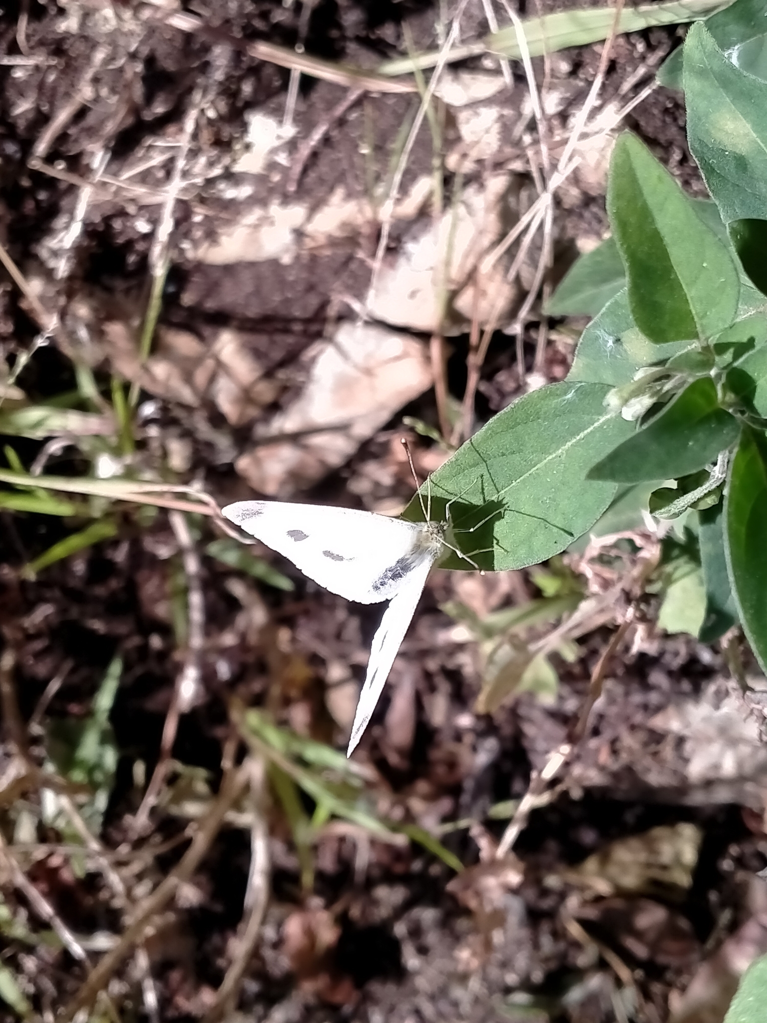 Pieris rapae (Linnaeus, 1758)