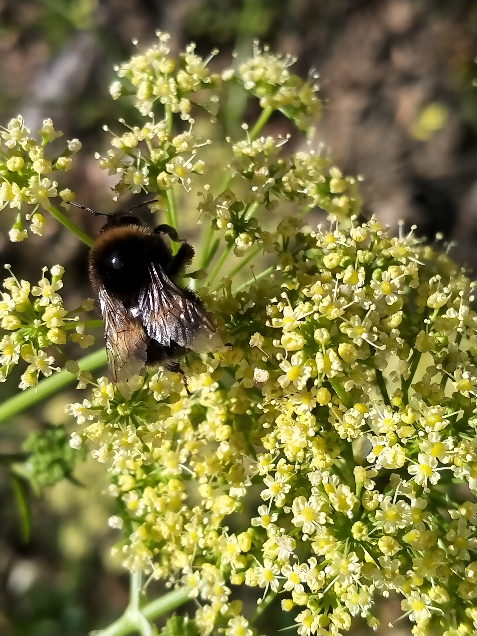 Bombus terrestris (Linnaeus, 1758)