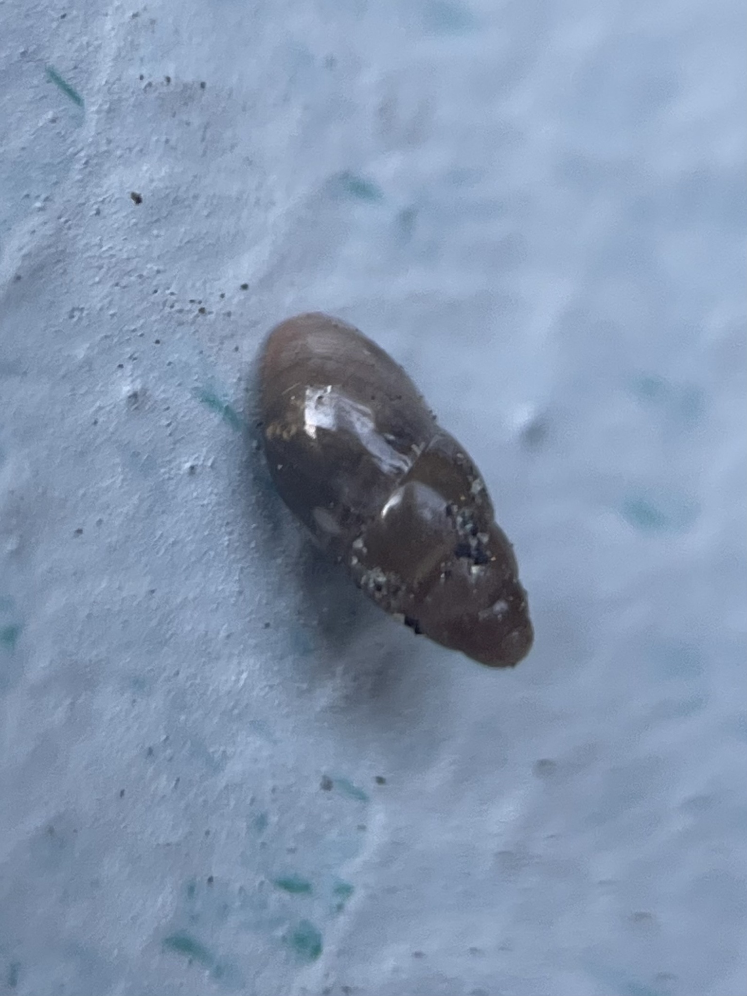 Cochlicopa A.Férussac, 1821