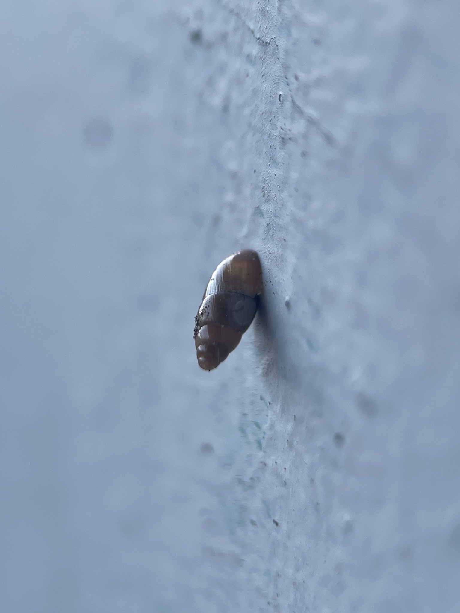 Cochlicopa A.Férussac, 1821