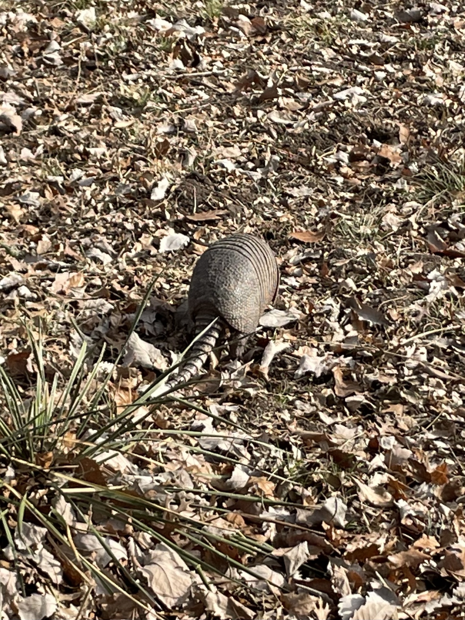 Dasypus novemcinctus Linnaeus, 1758