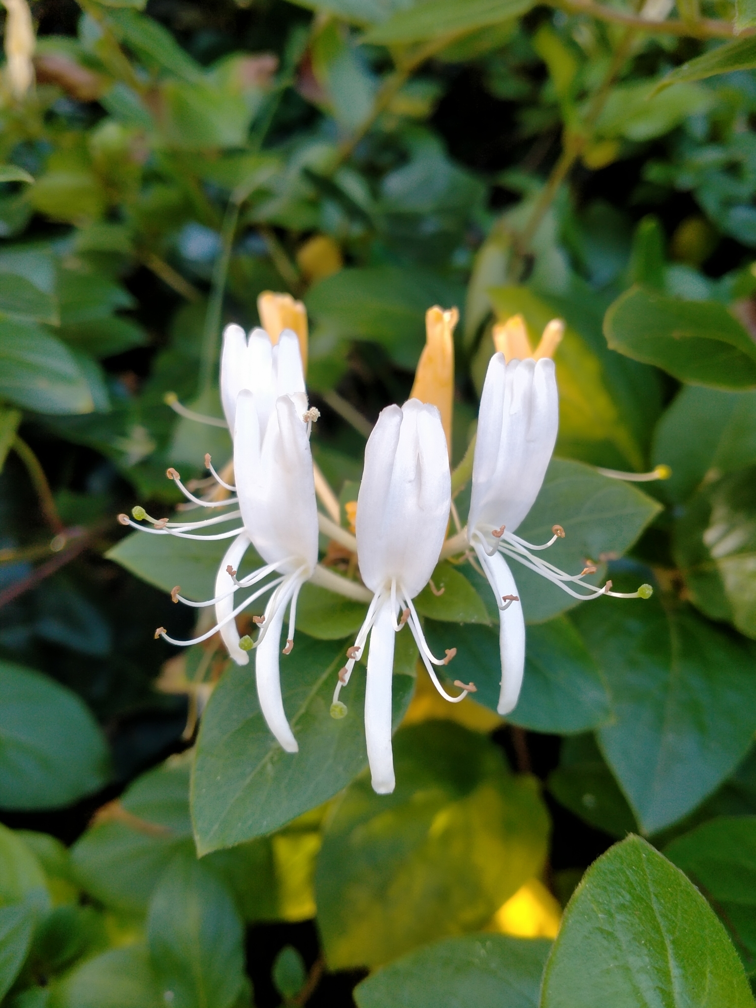 Lonicera L.
