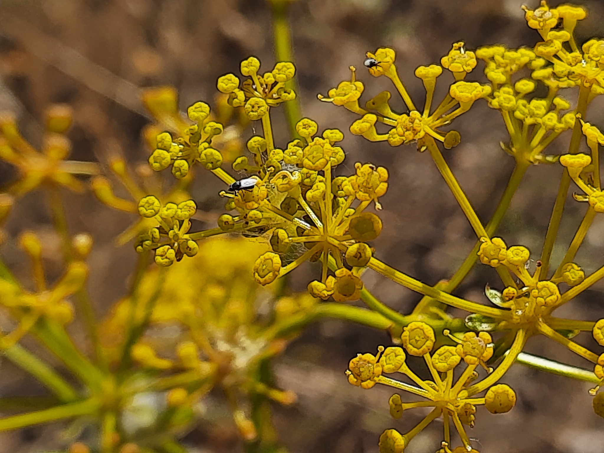 Ferulago campestris (Besser) Grecescu