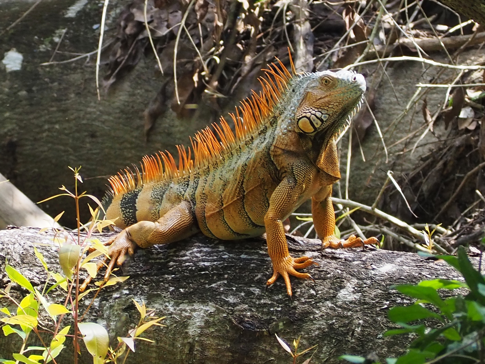 Iguana iguana (Linnaeus, 1758)
