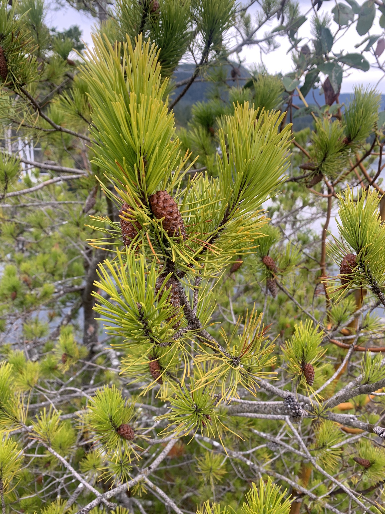 Pinus contorta var. contorta