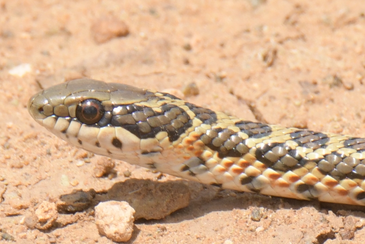 Psammophylax rhombeatus (Linnaeus, 1758)