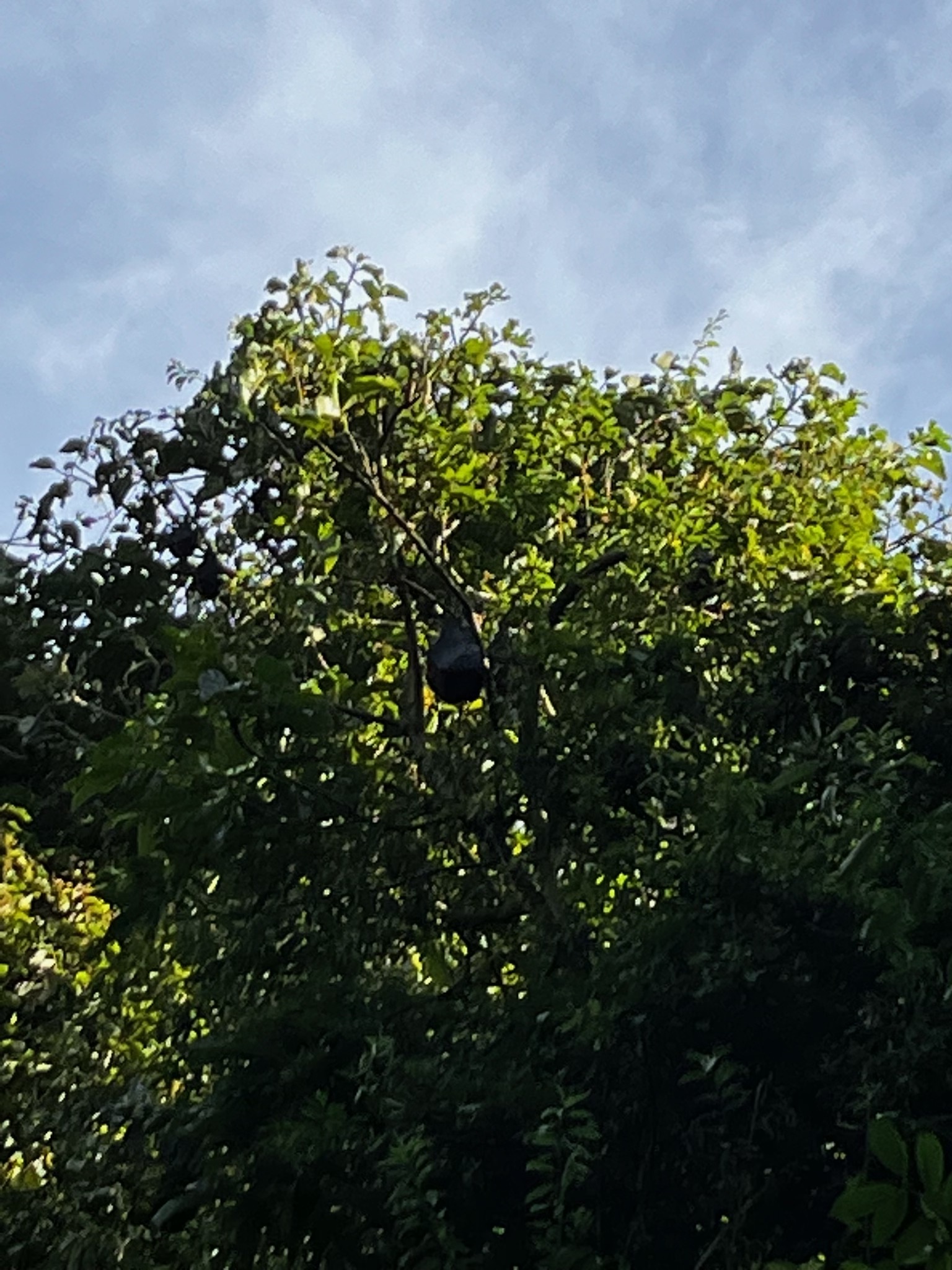 Pteropus Brisson, 1762