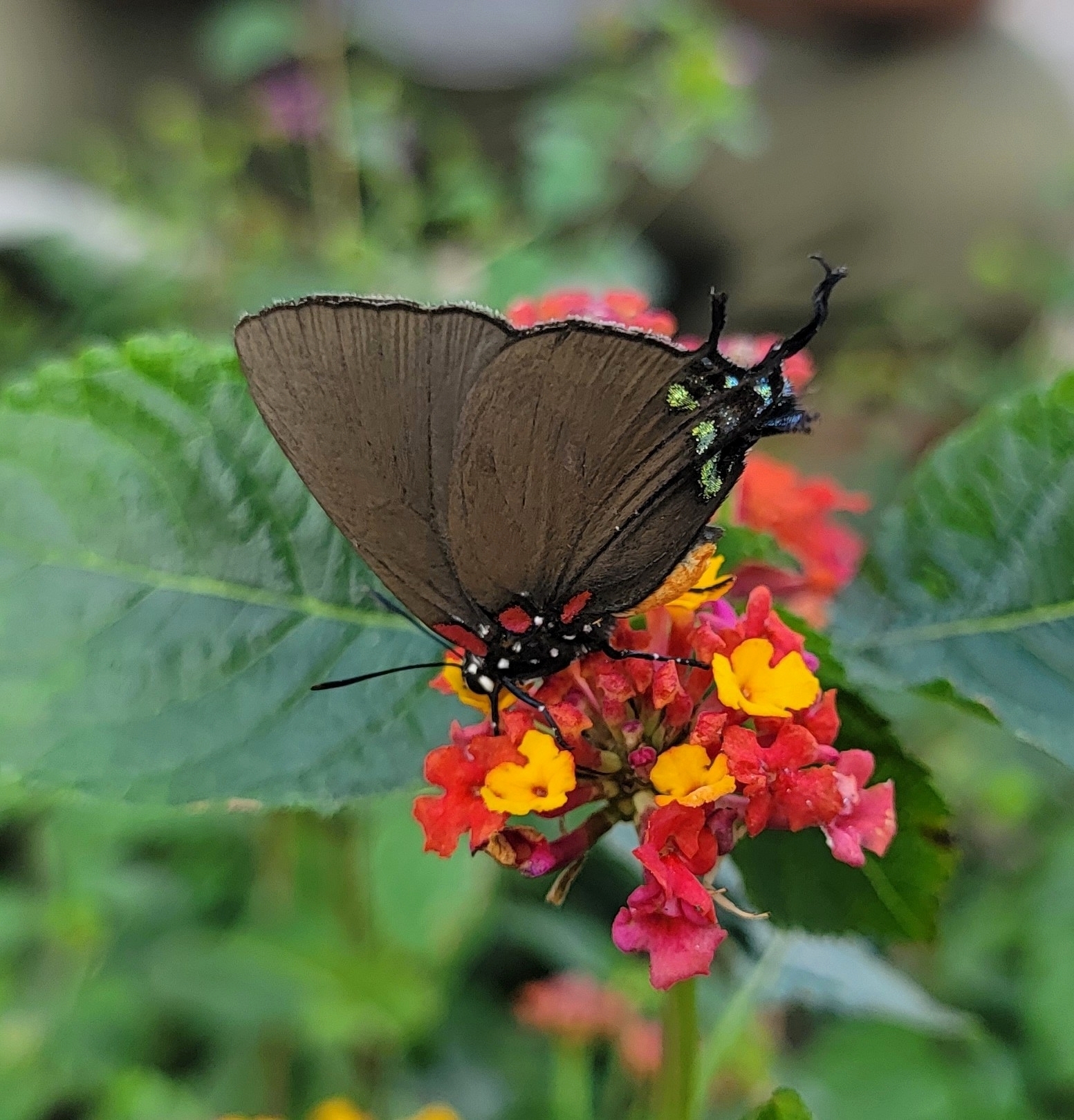 Atlides Hübner, 1819