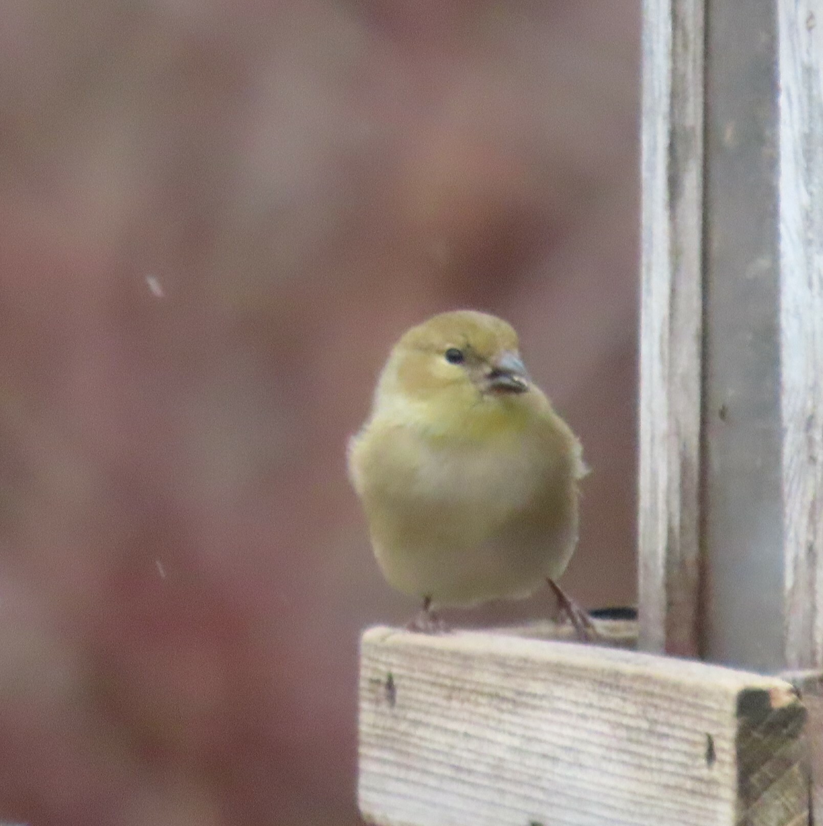 Spinus tristis (Linnaeus, 1758)