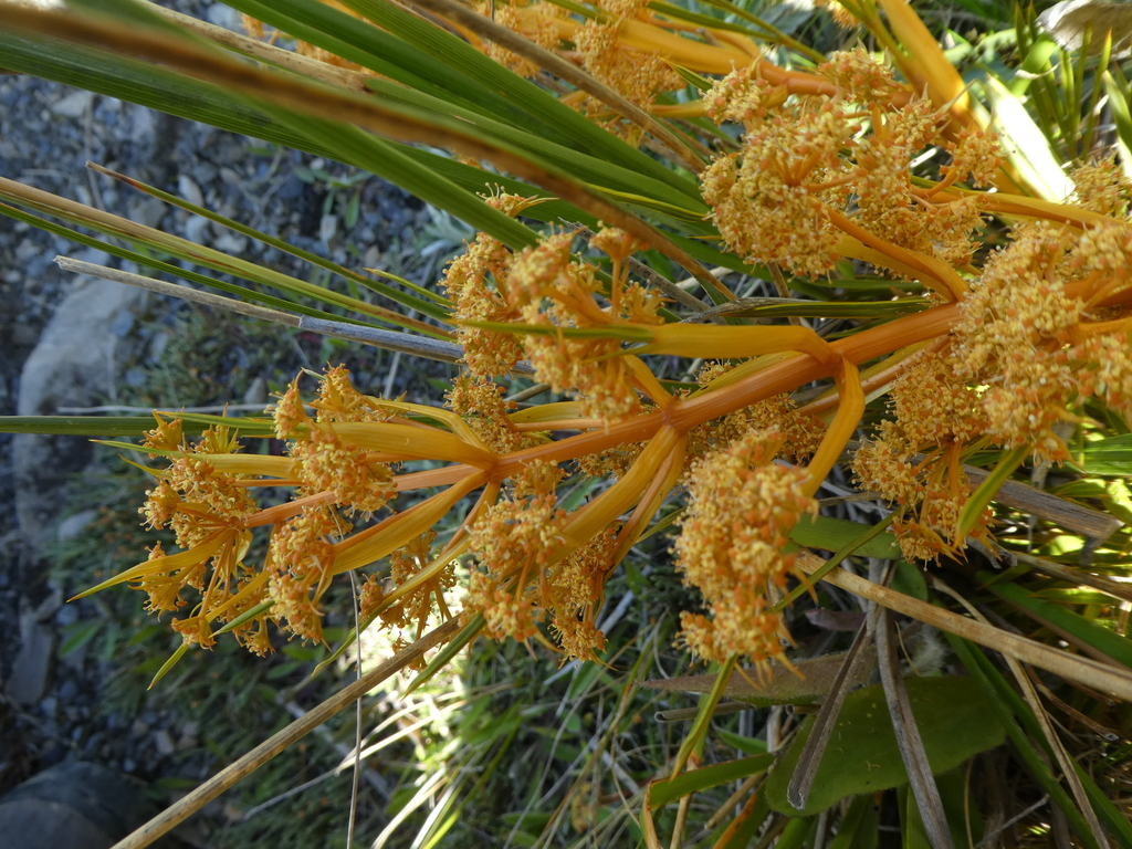Aciphylla montana montana from Mount Hutt Skifield area, New Zealand on ...