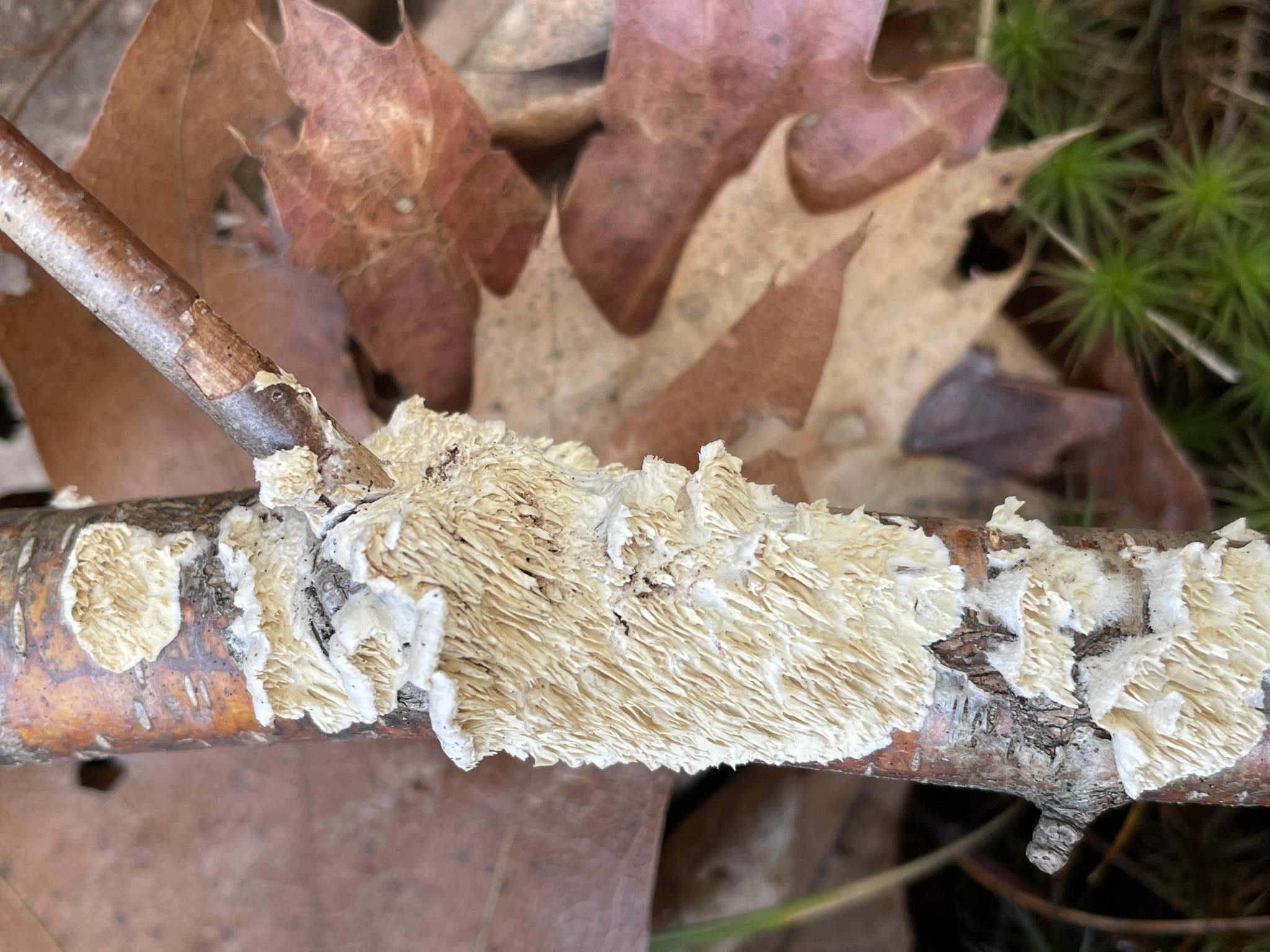 Irpex lacteus (Fr.) Fr.