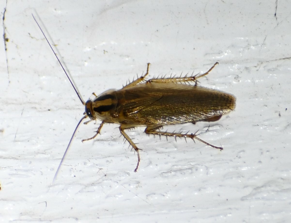 Blattodea