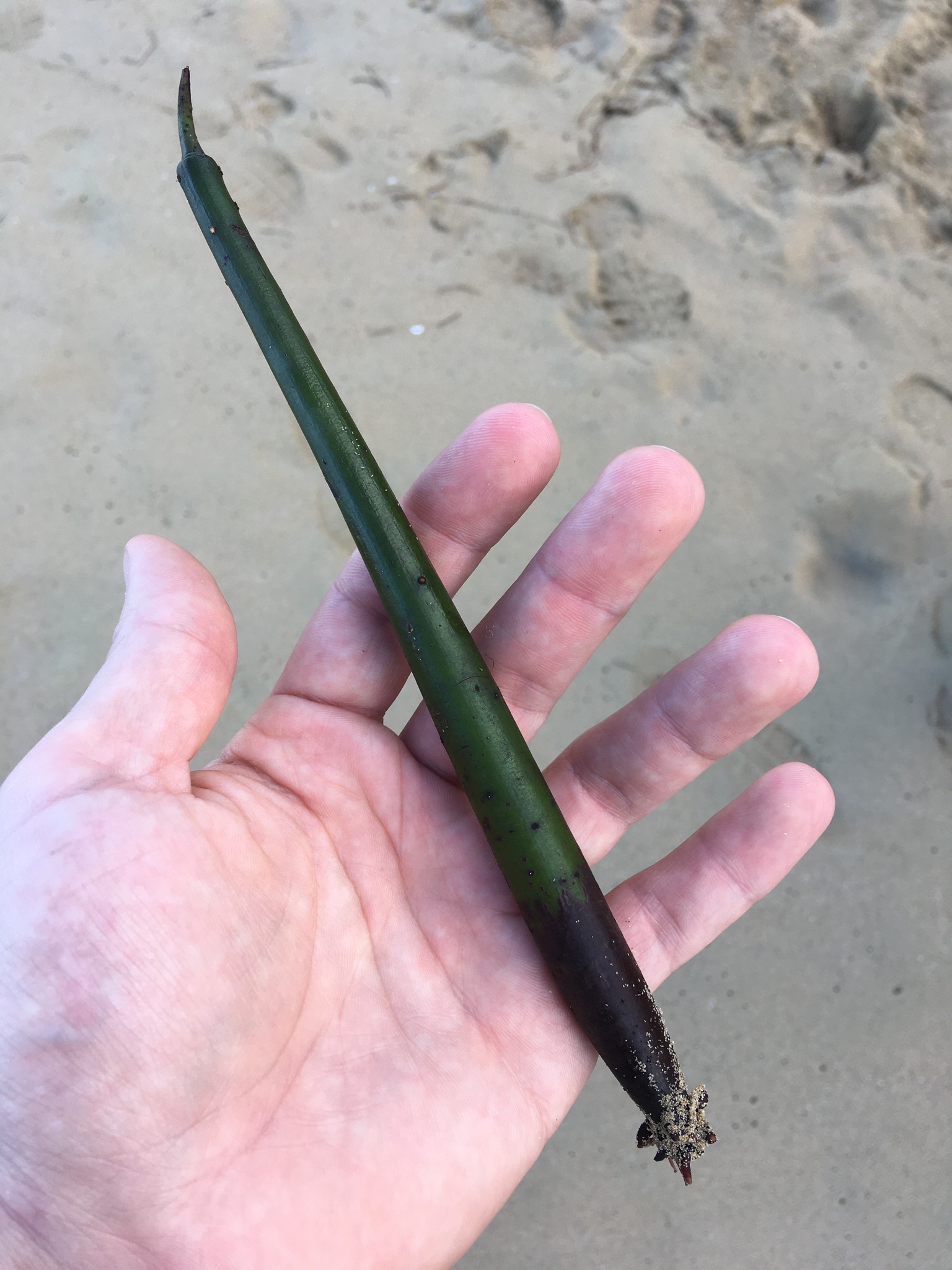 Rhizophora mangle L.