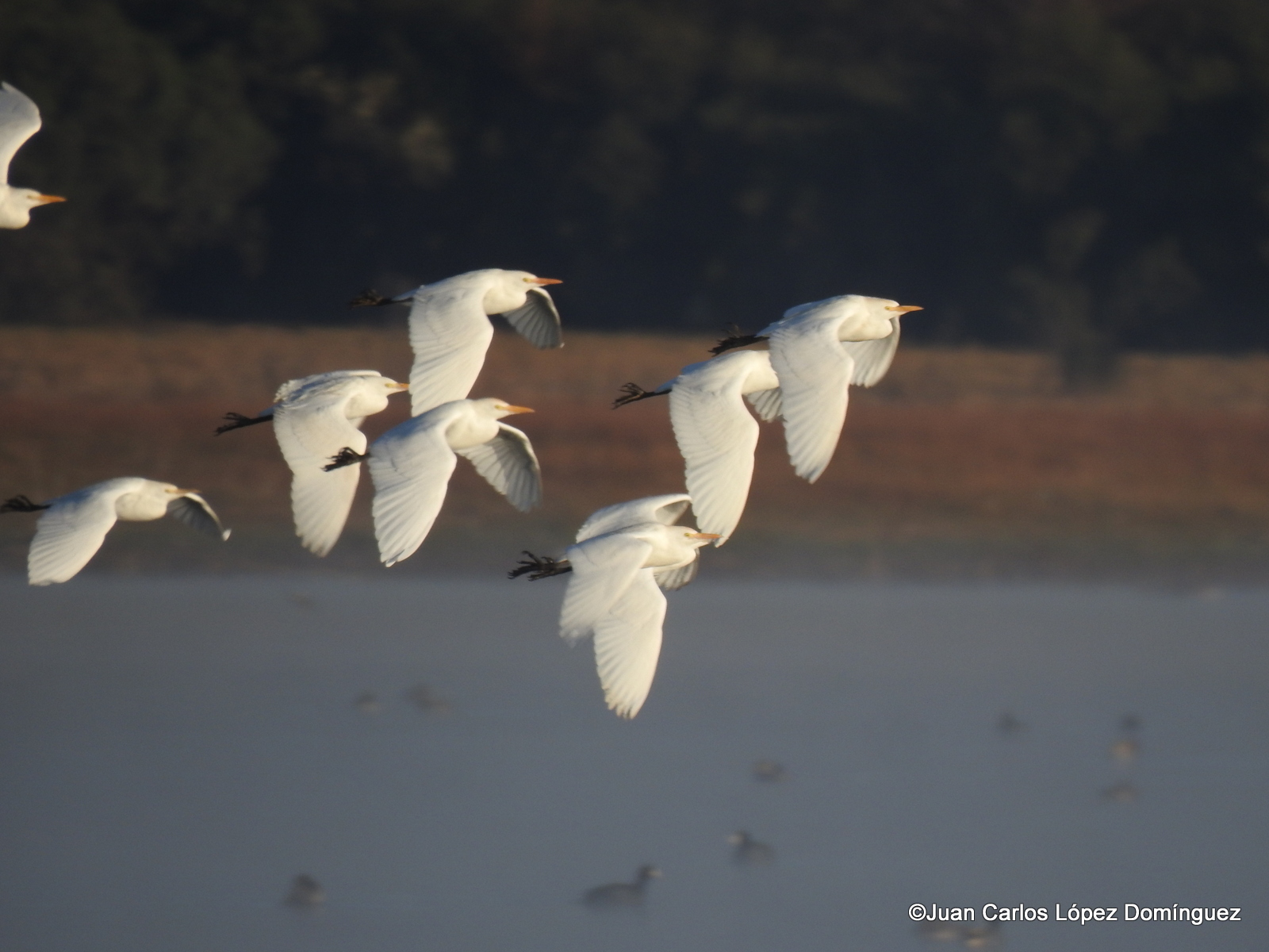 Bubulcus ibis (Linnaeus, 1758)