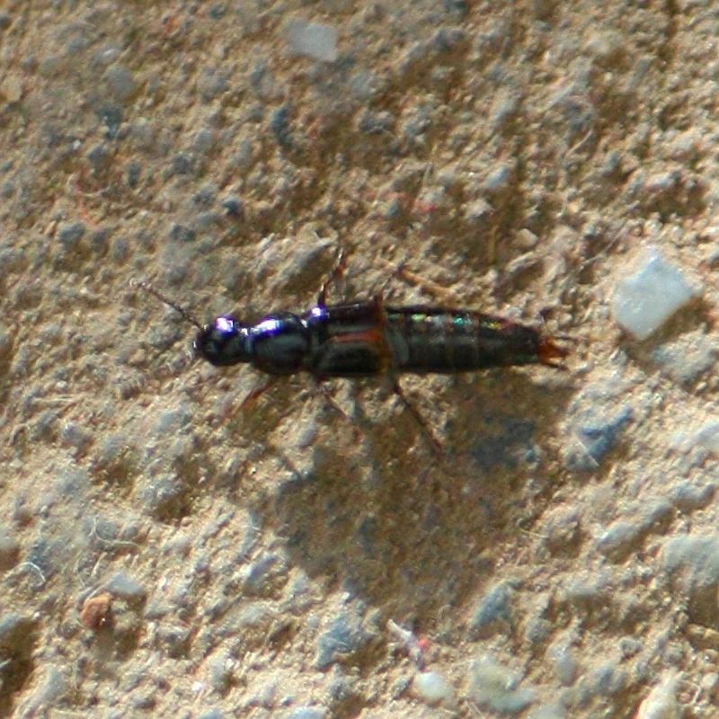 Staphylinidae