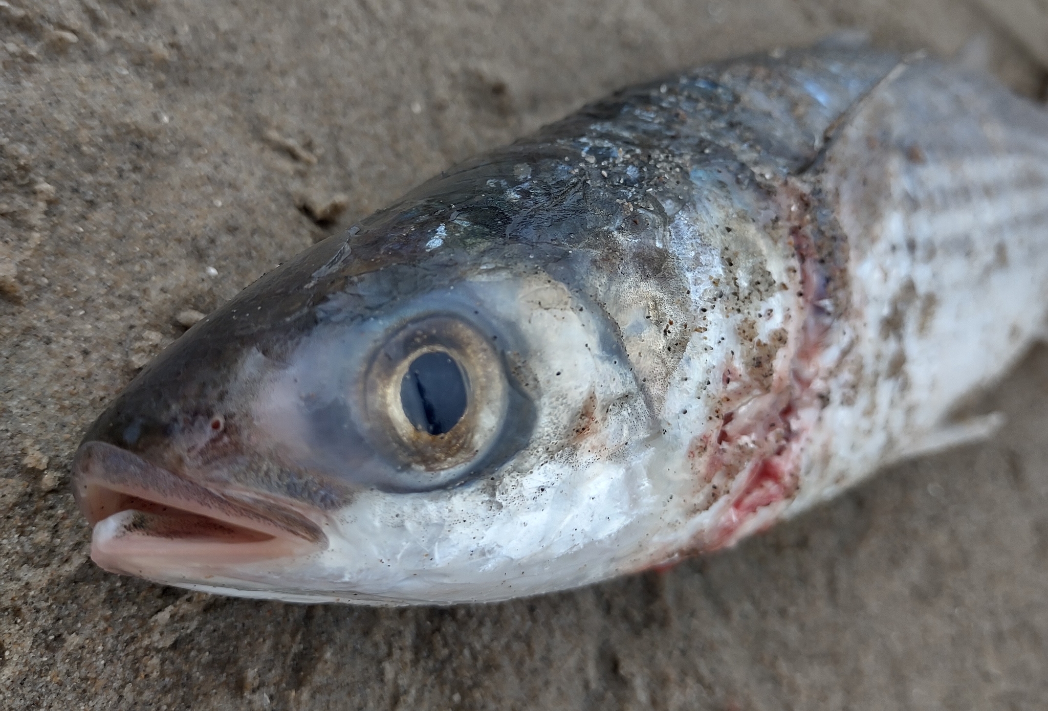 Mugil cephalus Linnaeus, 1758