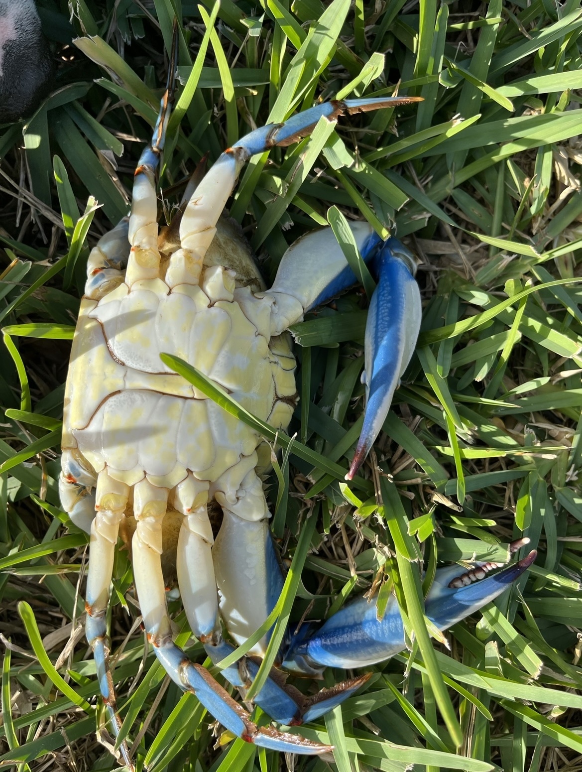 Callinectes sapidus Rathbun, 1896