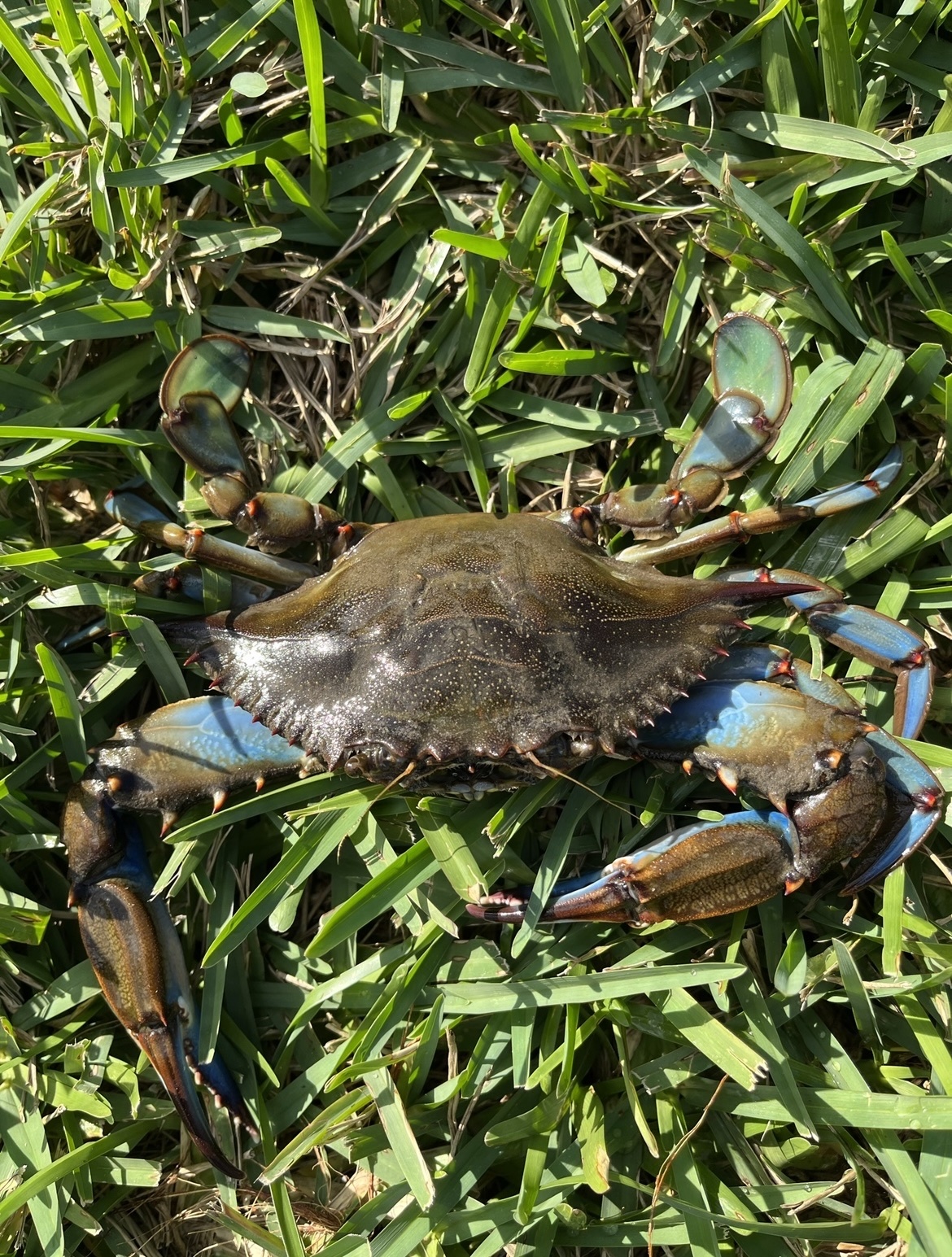Callinectes sapidus Rathbun, 1896