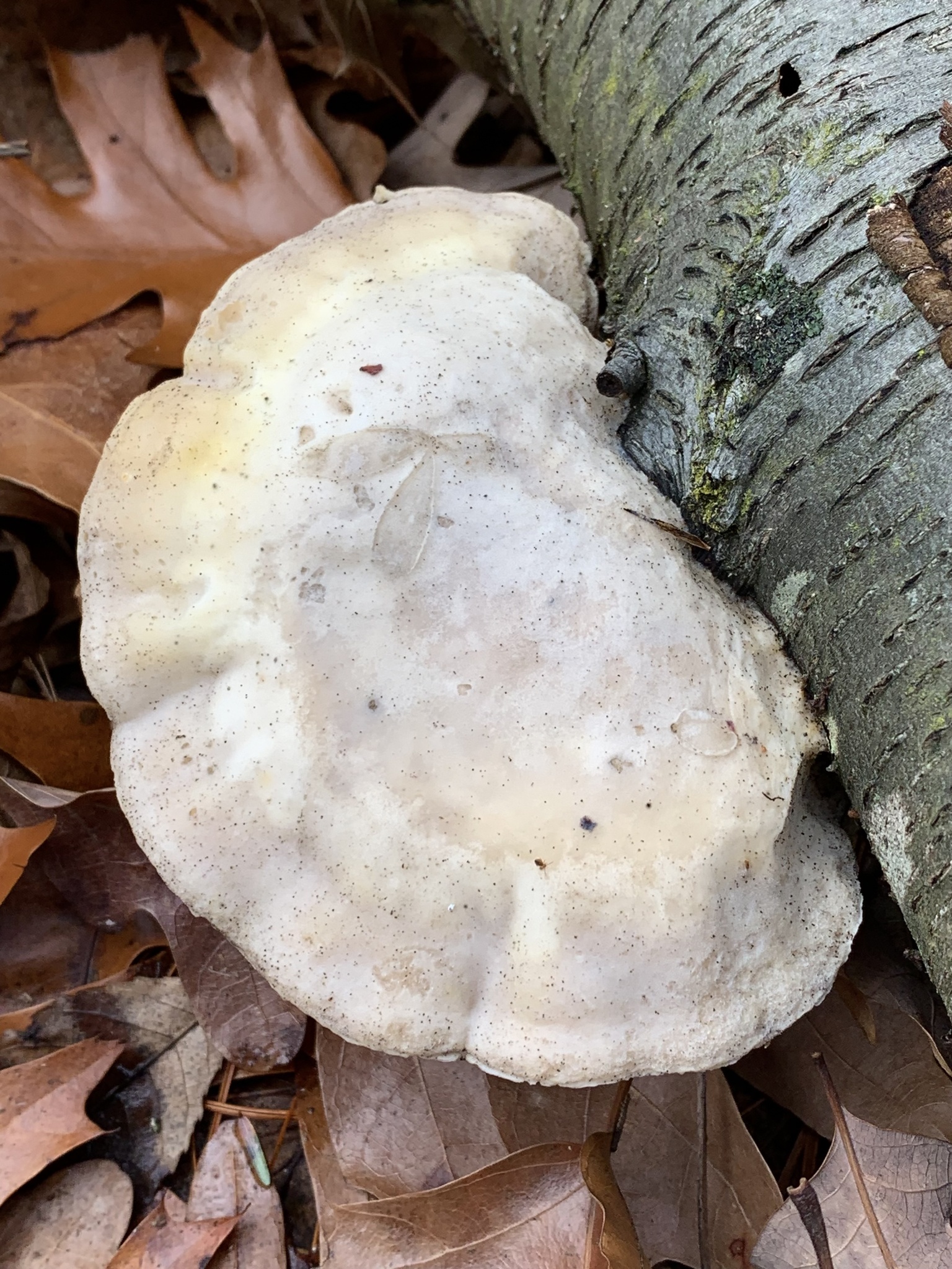 Tyromyces chioneus (Fr.) P.Karst.