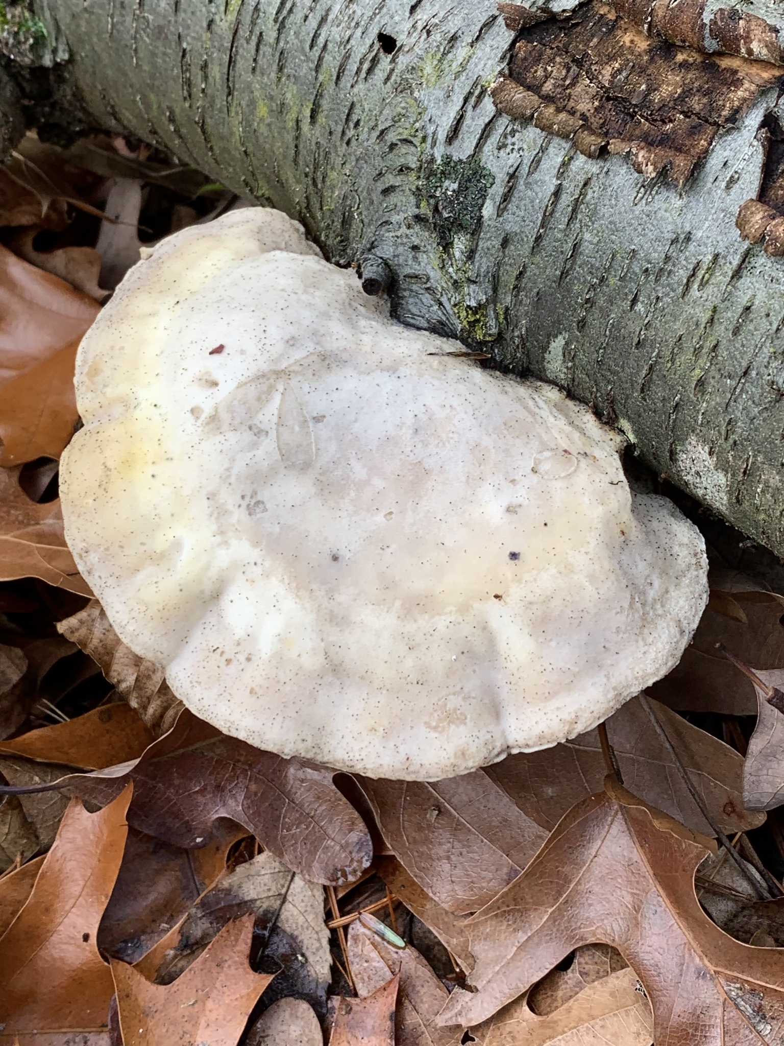Tyromyces chioneus (Fr.) P.Karst.