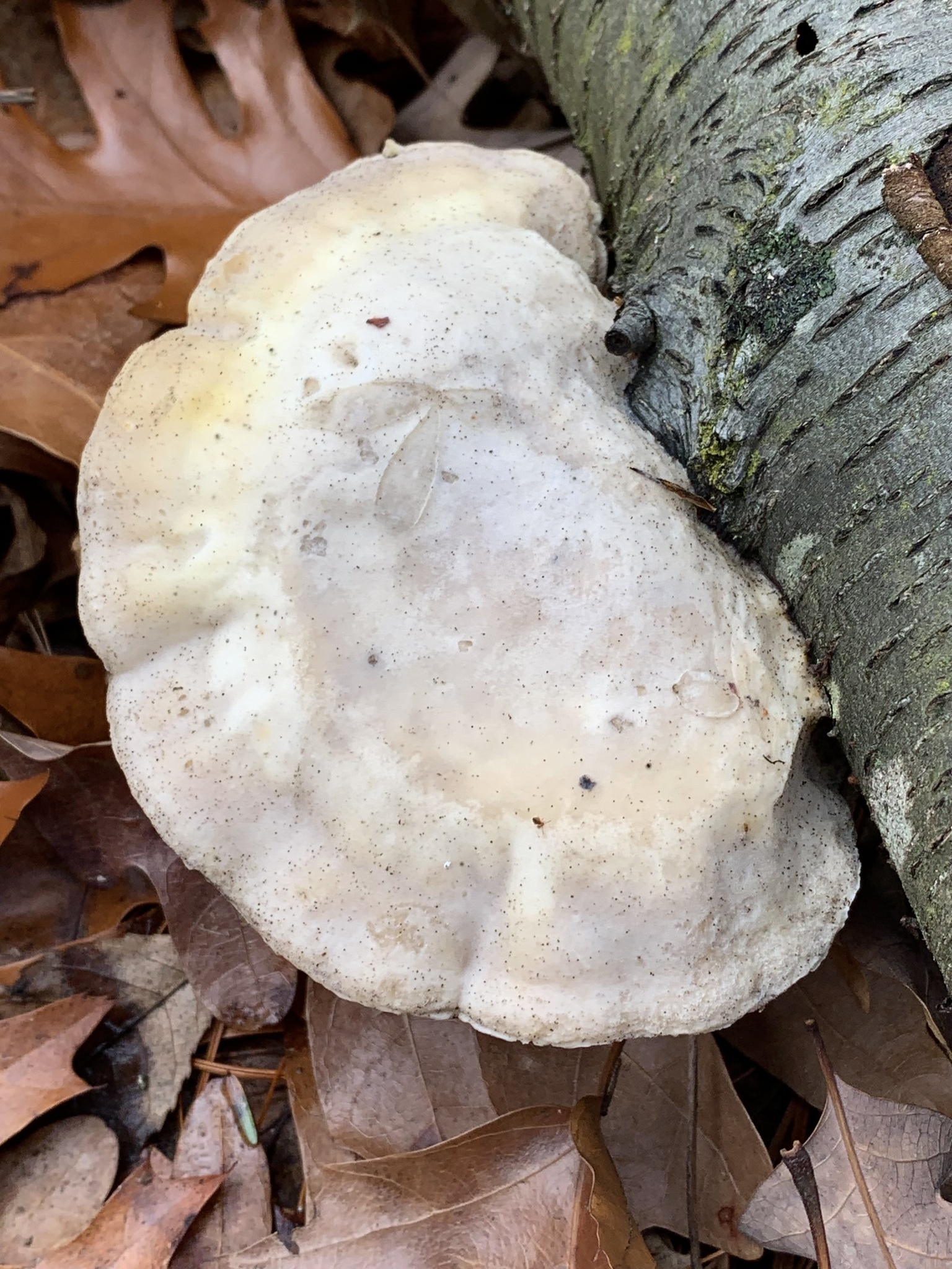 Tyromyces chioneus (Fr.) P.Karst.