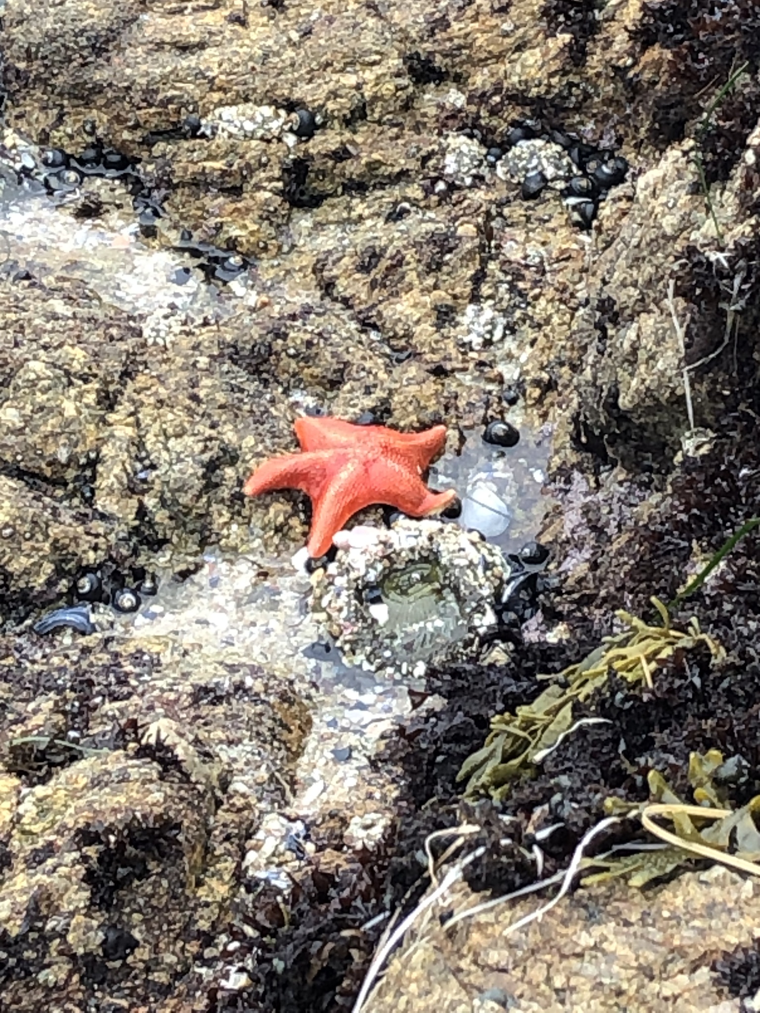 Asteroidea