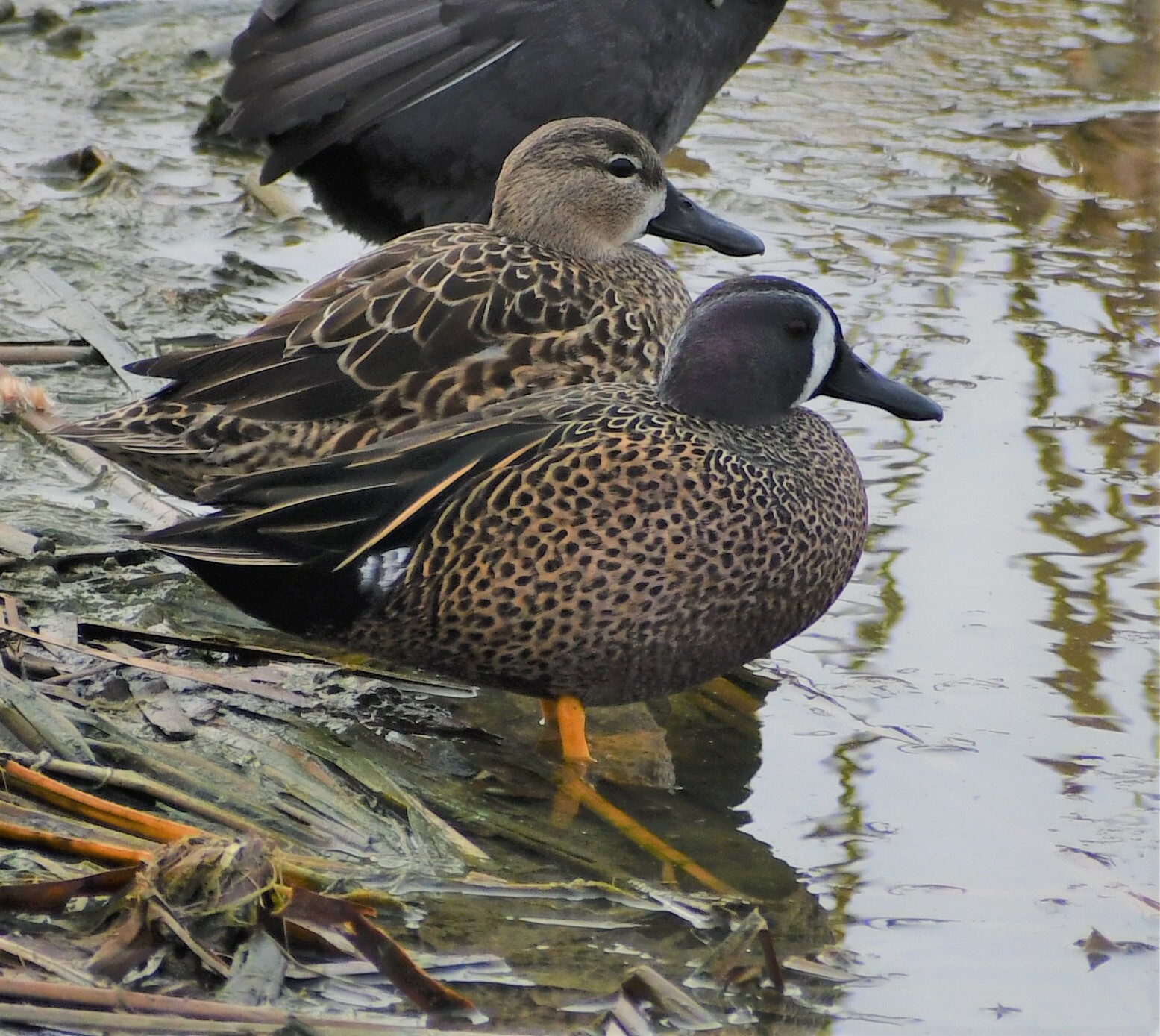 Spatula discors (Linnaeus, 1766)