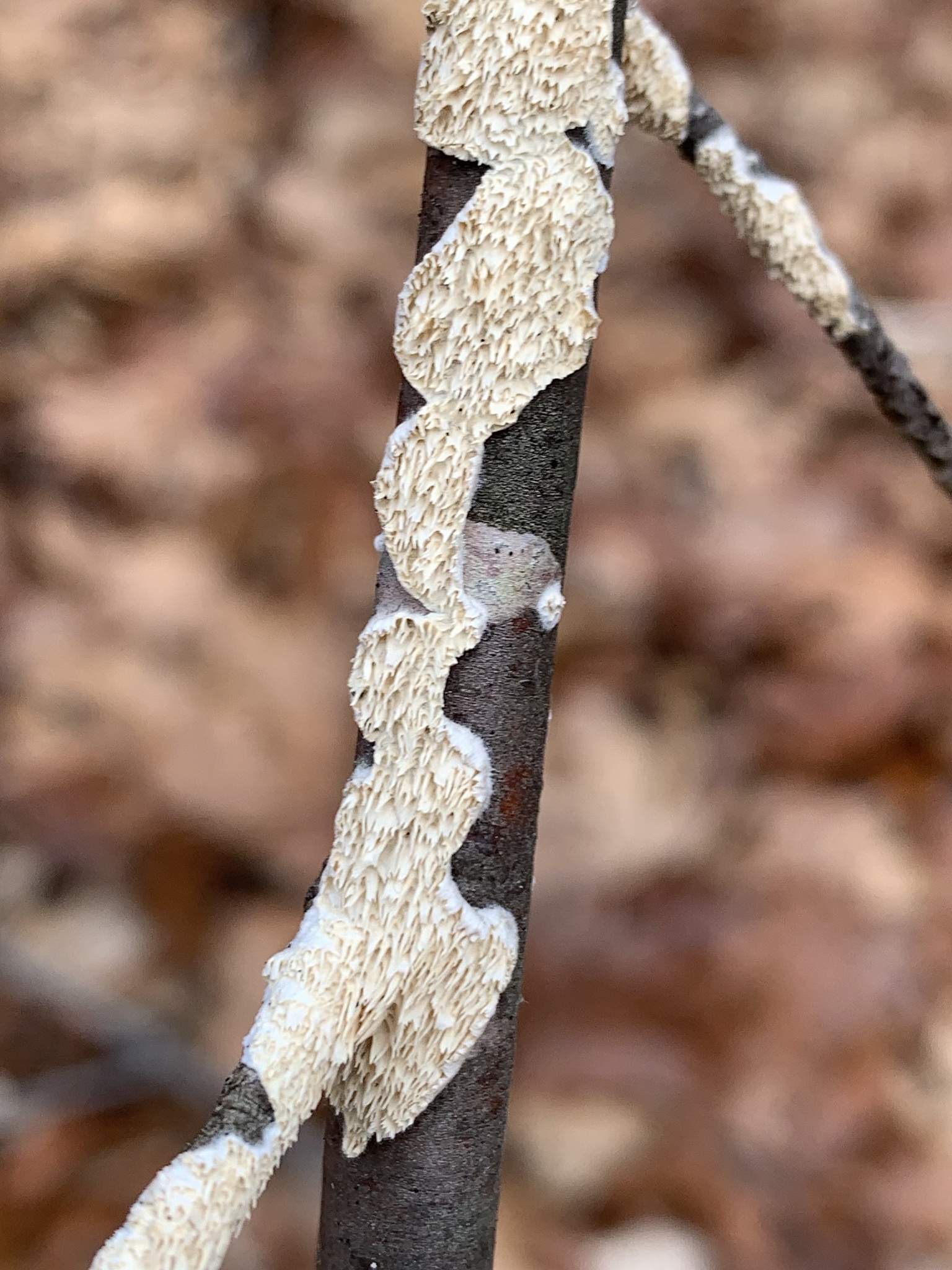 Irpex lacteus (Fr.) Fr.