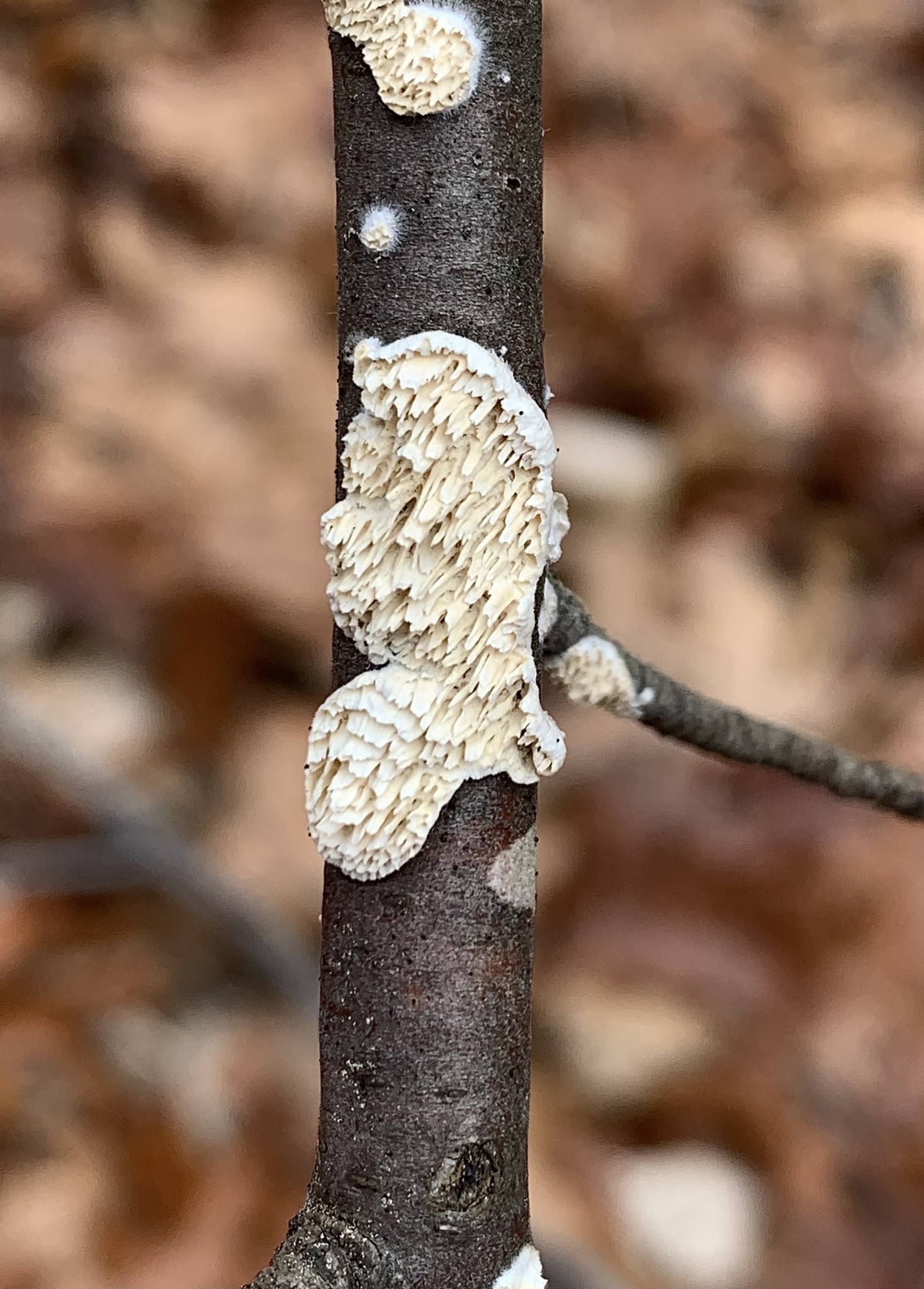 Irpex lacteus (Fr.) Fr.