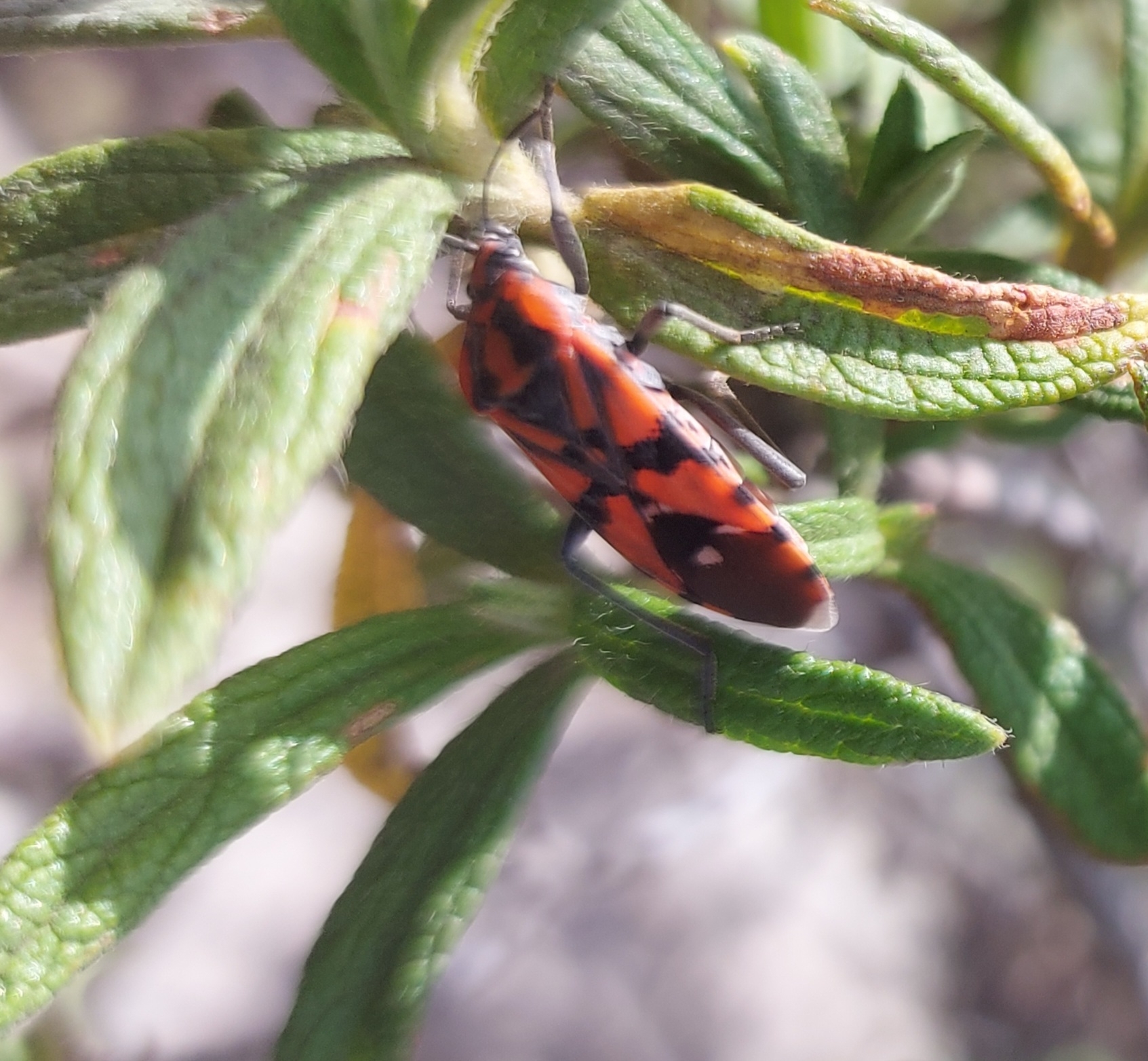 Spilostethus pandurus (Scopoli, 1763)