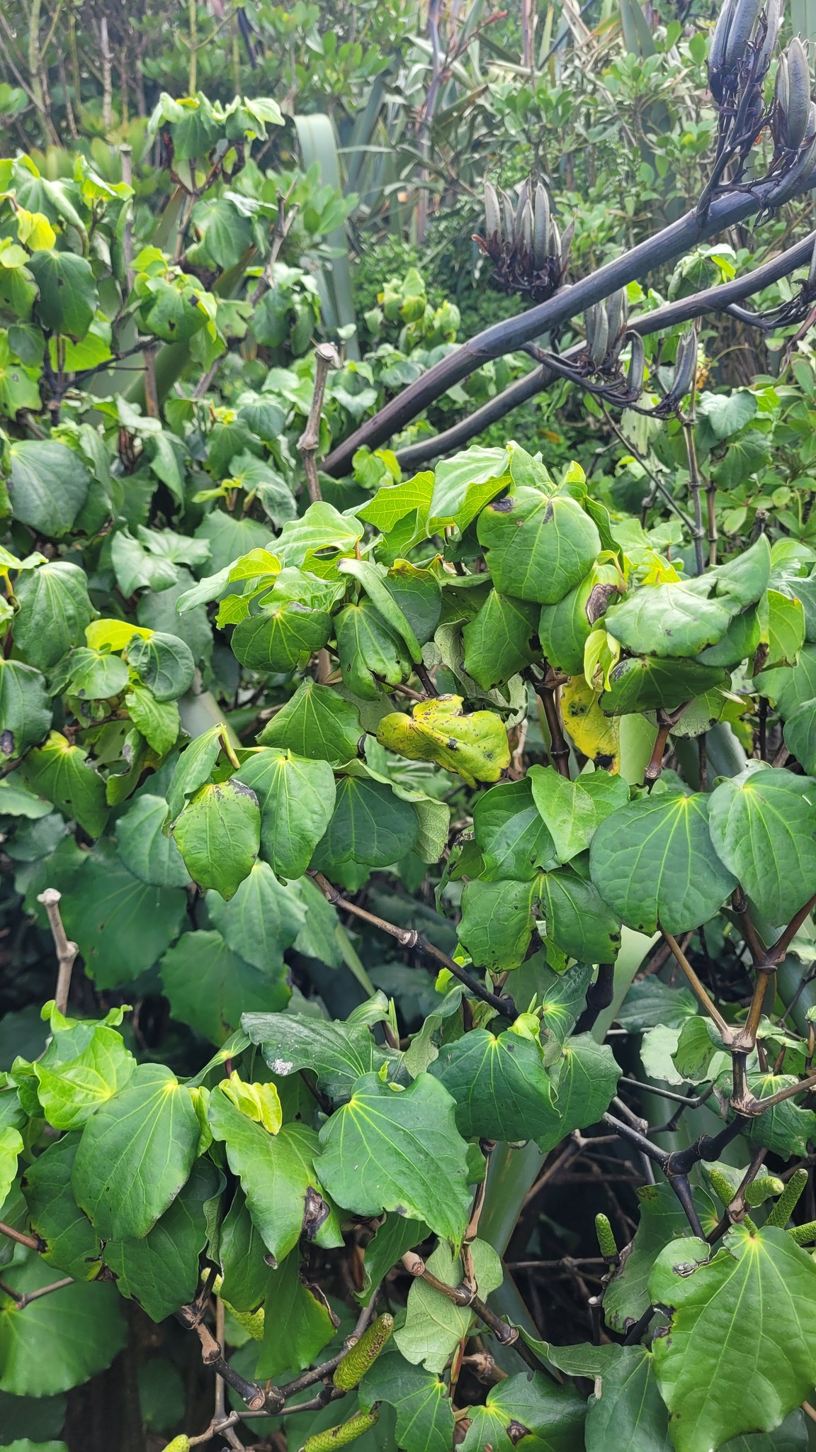 Piperaceae