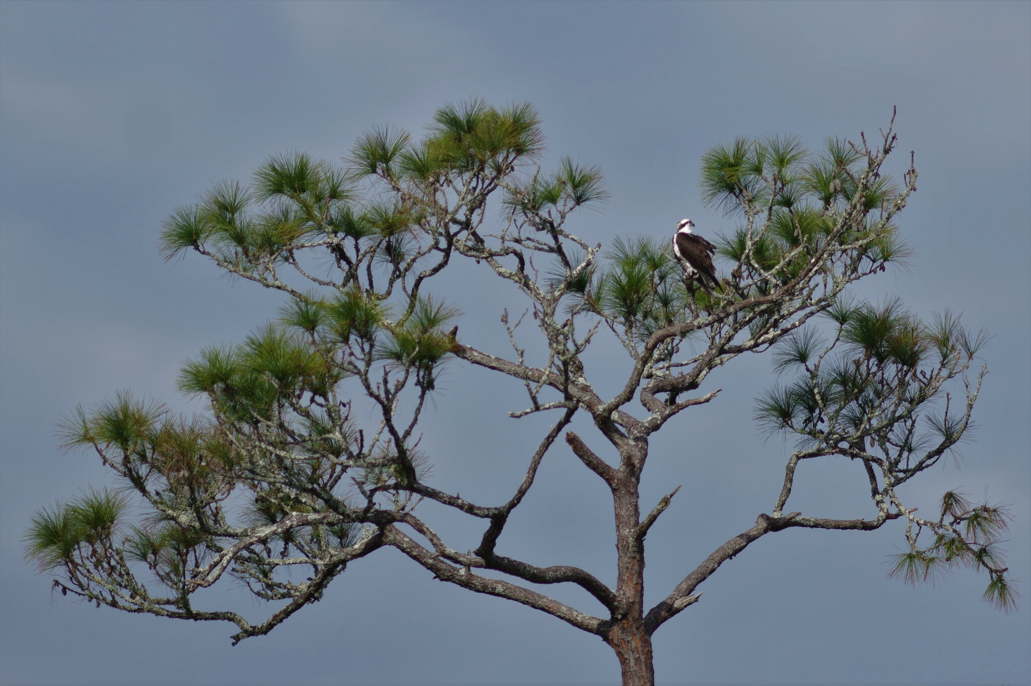 Pandion haliaetus (Linnaeus, 1758)