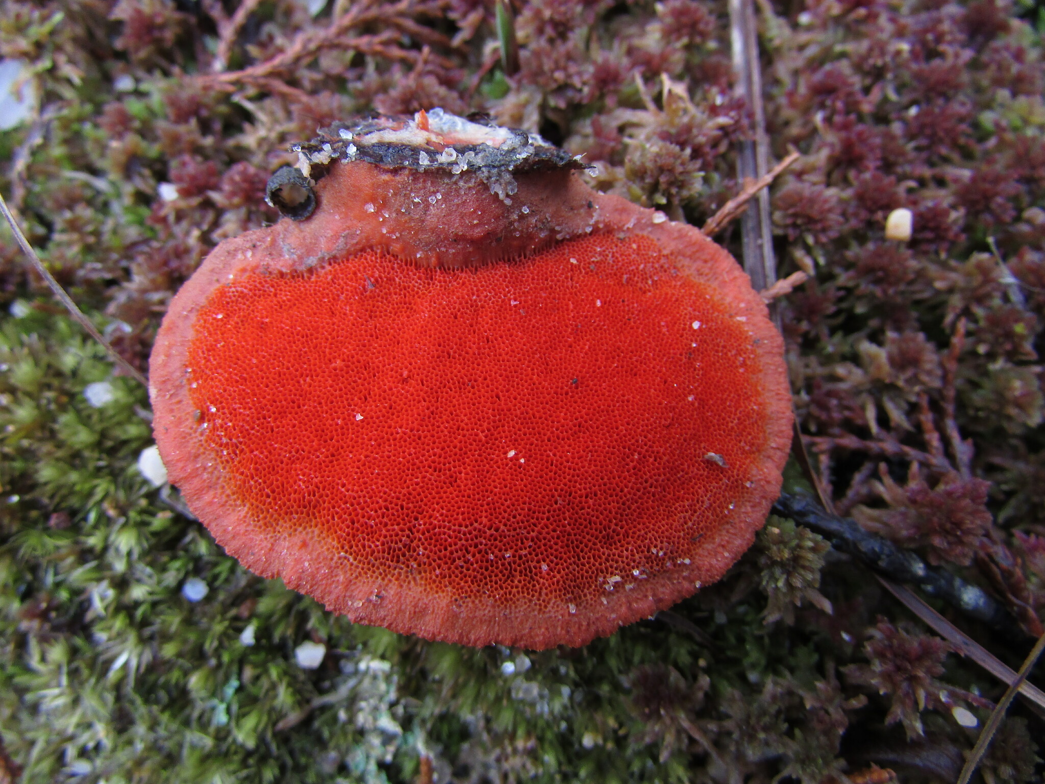 Pycnoporus P.Karst.