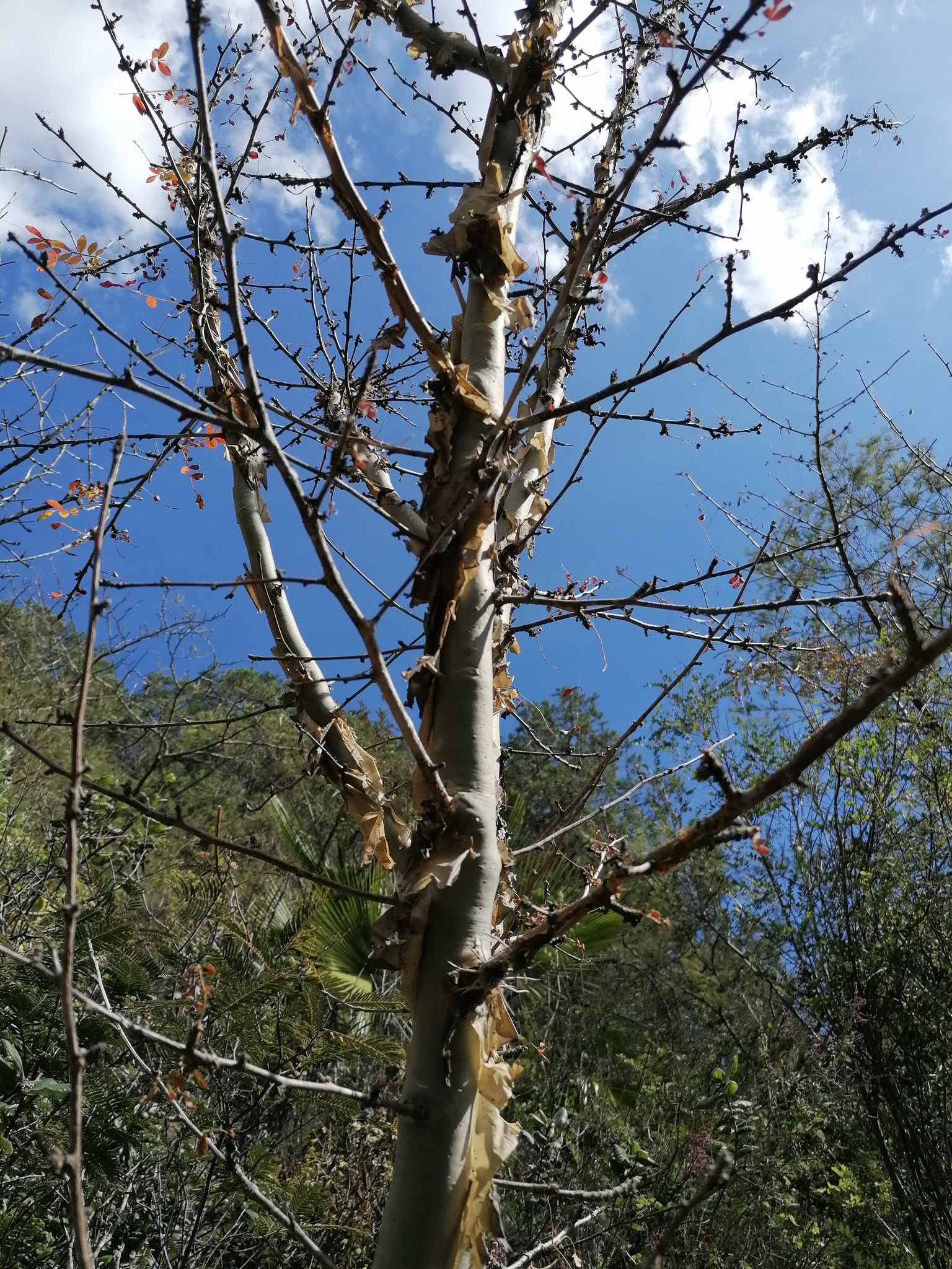 Bursera fagaroides (Kunth) Engl.