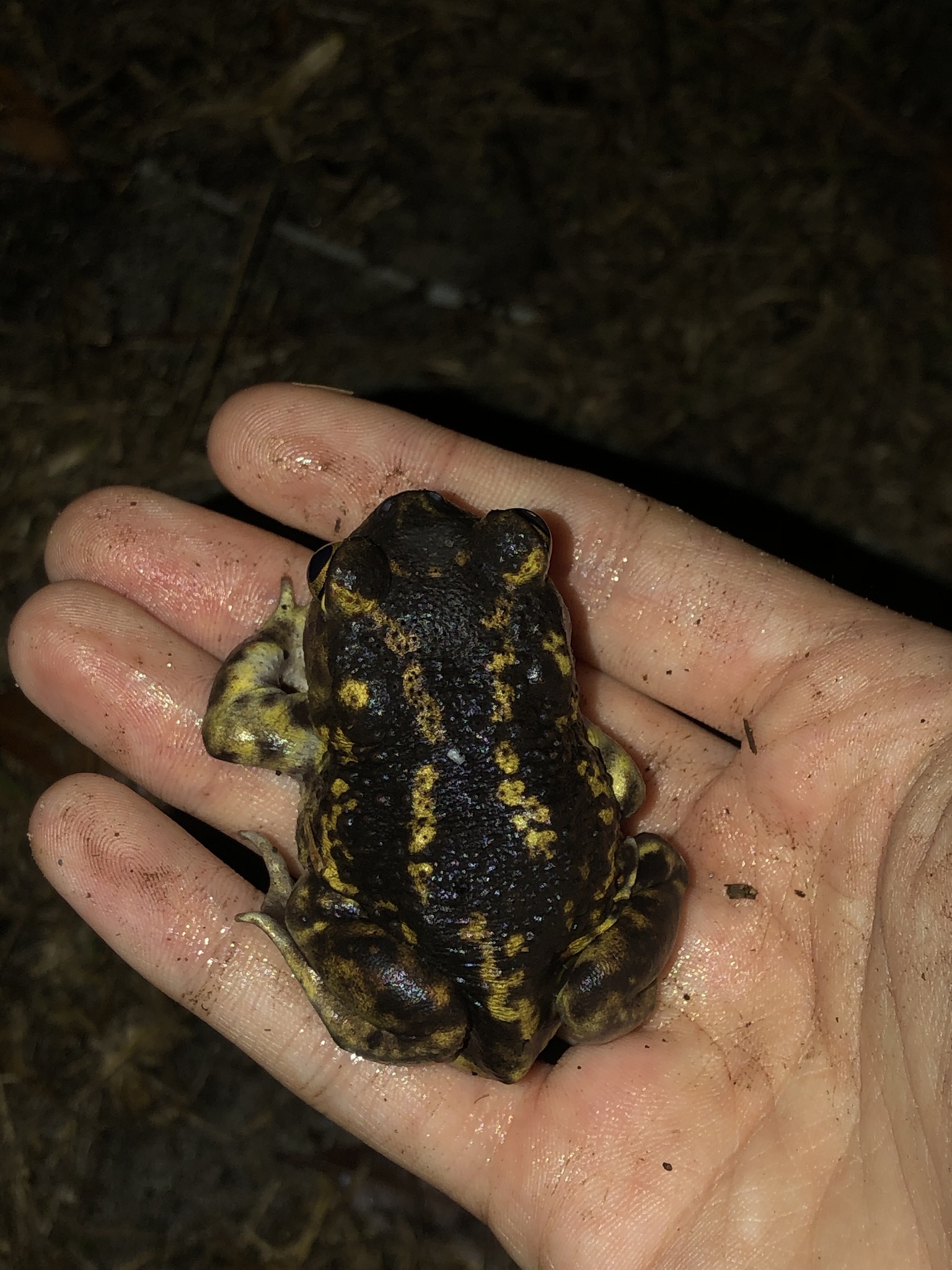 Scaphiopus holbrookii (Harlan, 1835)