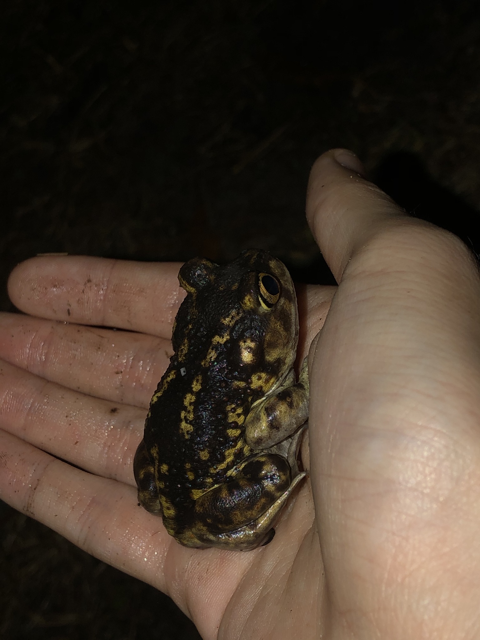 Scaphiopus holbrookii (Harlan, 1835)