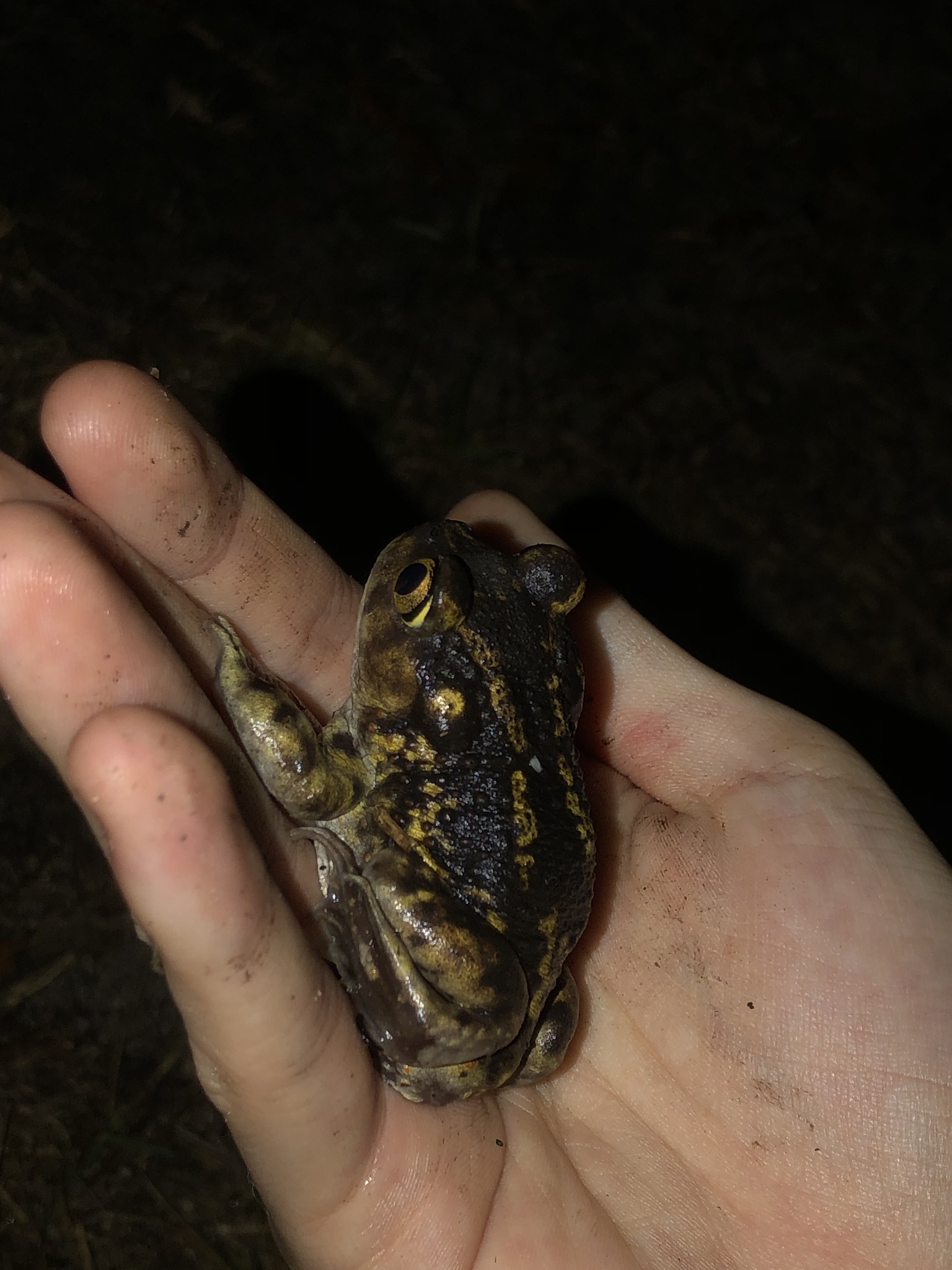 Scaphiopus holbrookii (Harlan, 1835)