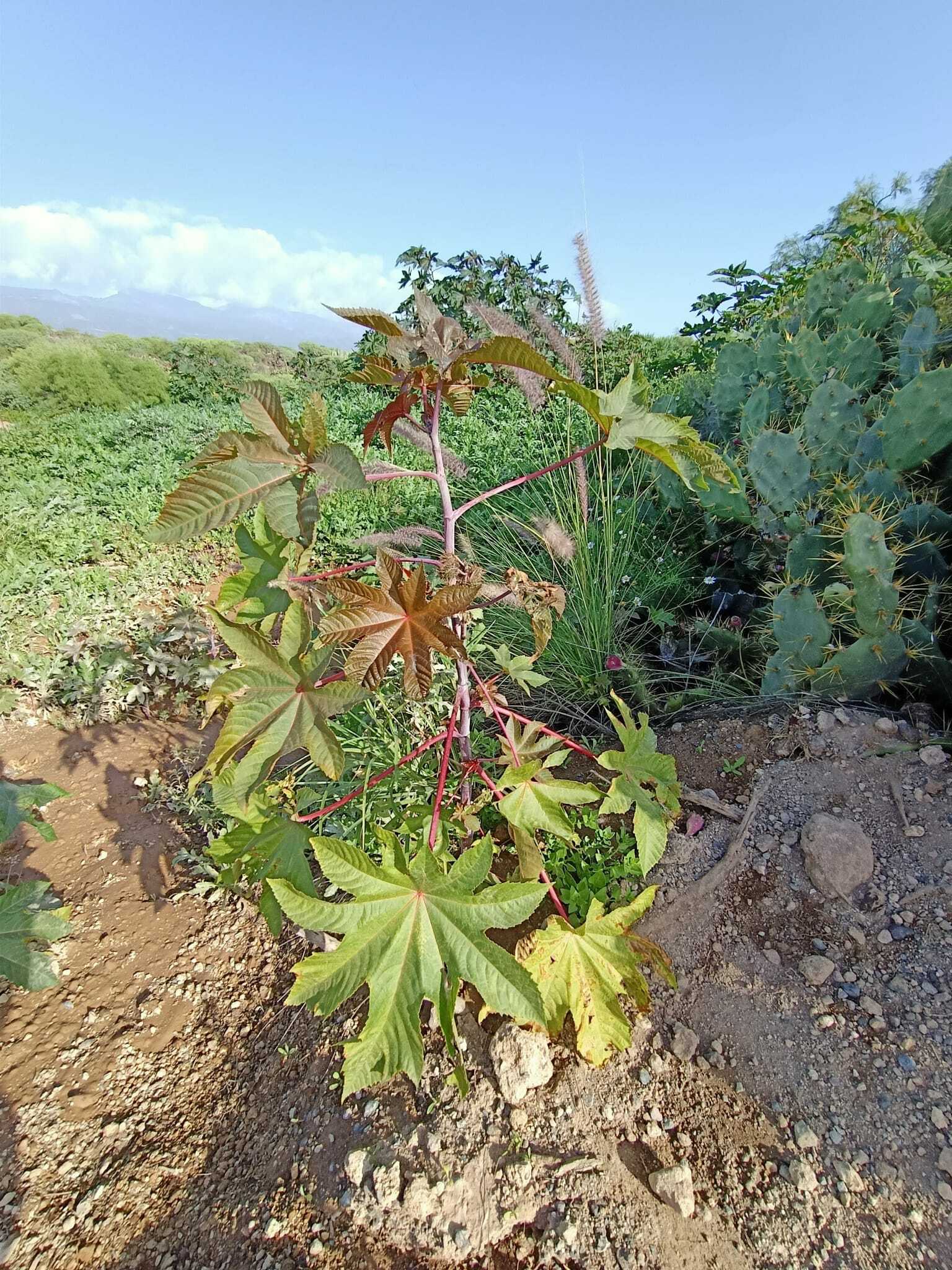 Ricinus communis L.