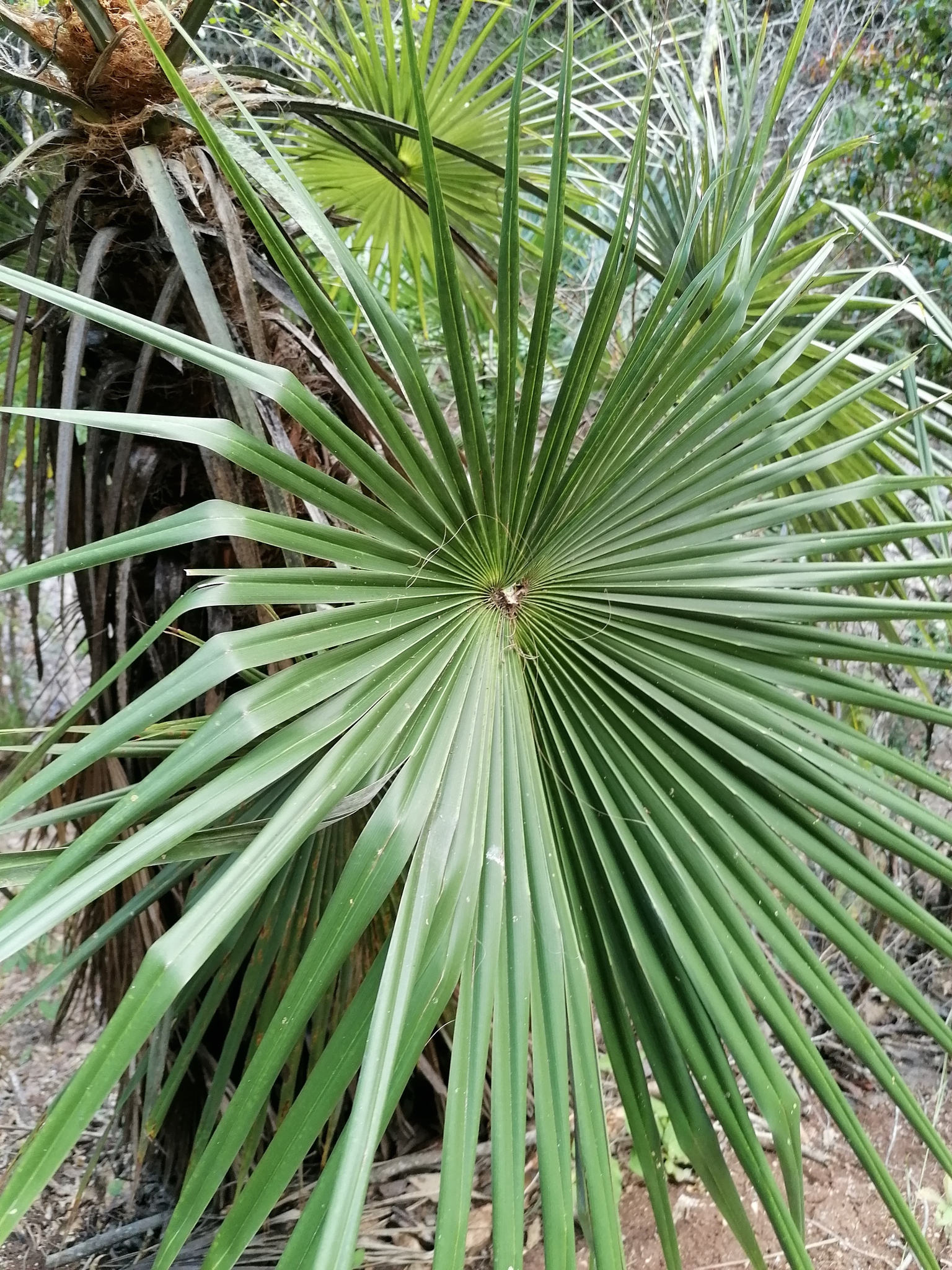 Arecaceae