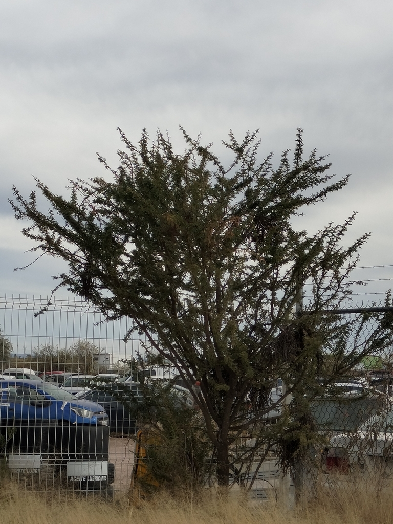 Schaffner's acacia from 20394 Ags., México on January 2, 2023 at 03:08 ...